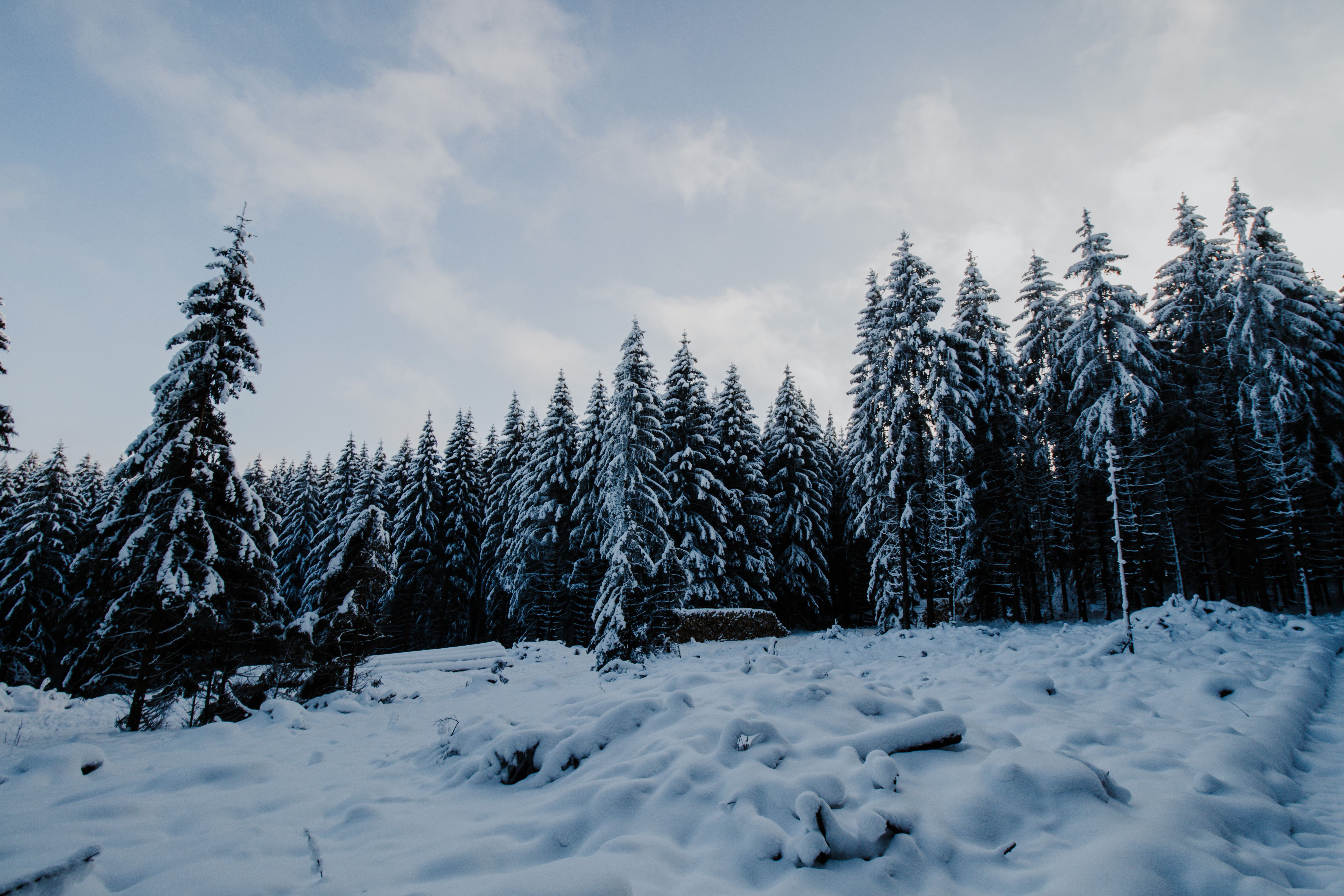 Green Leaved Trees on Snow · Free Stock Photo