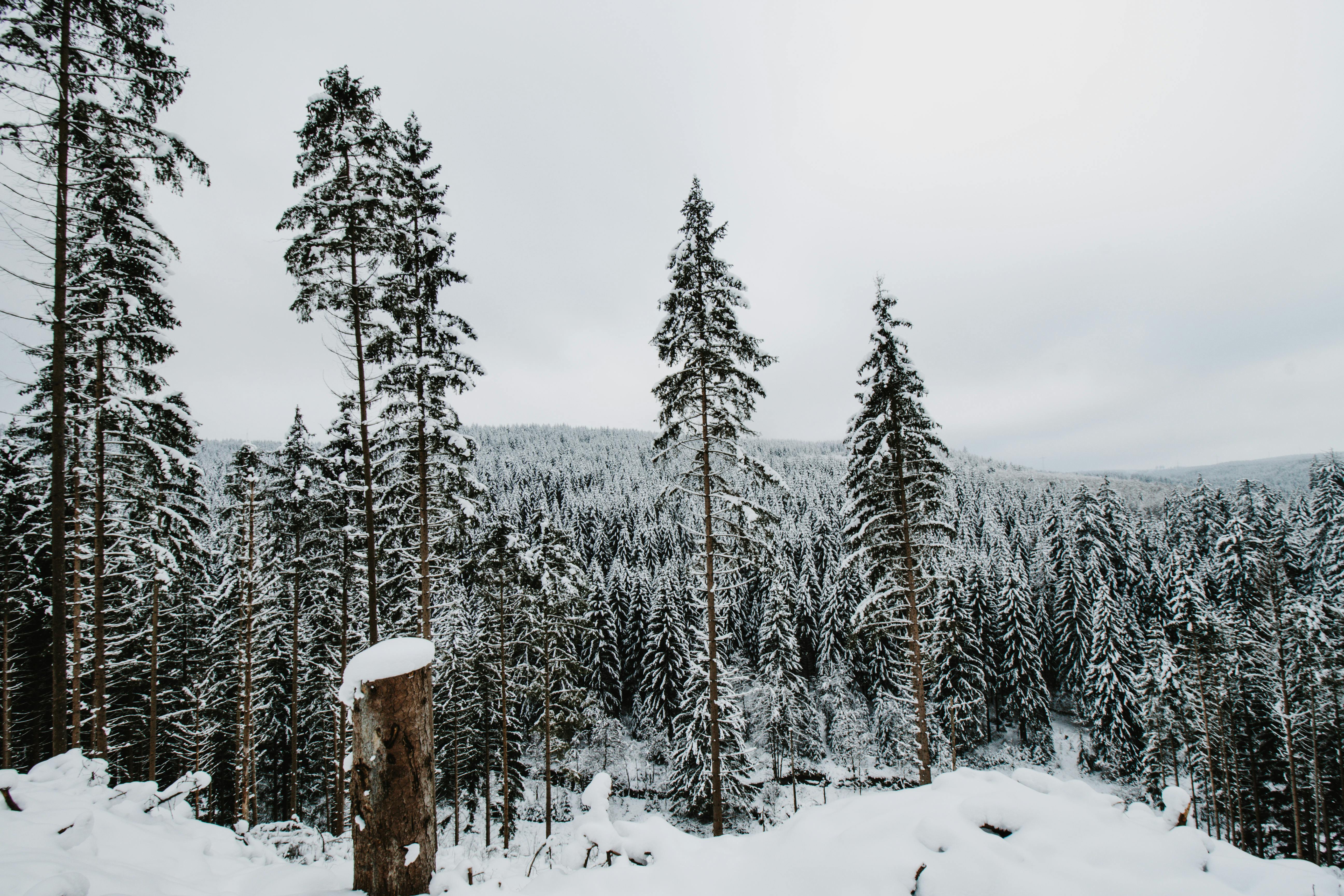 Snow Cap Pine Tree · Free Stock Photo