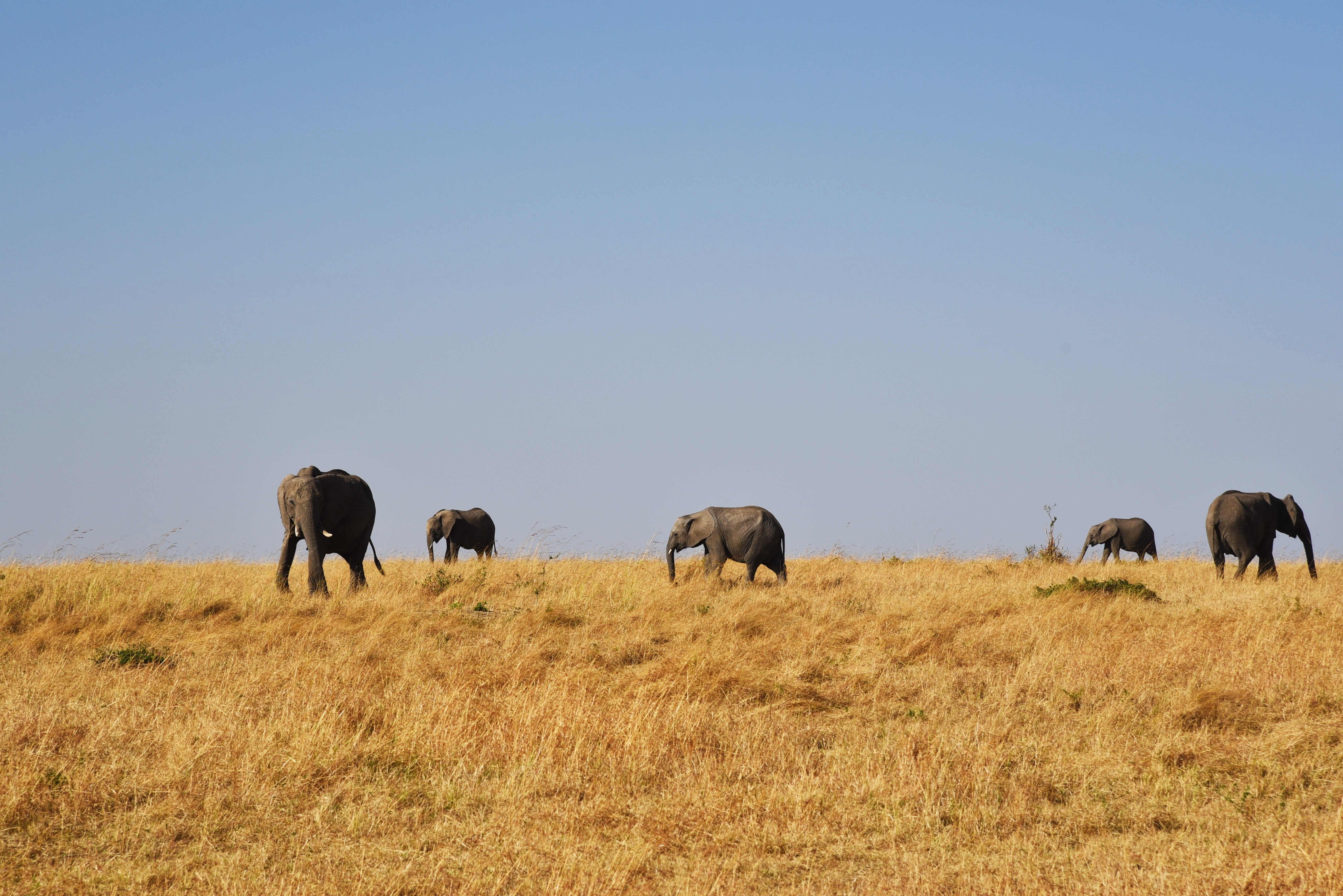 Elephant on Grass · Free Stock Photo
