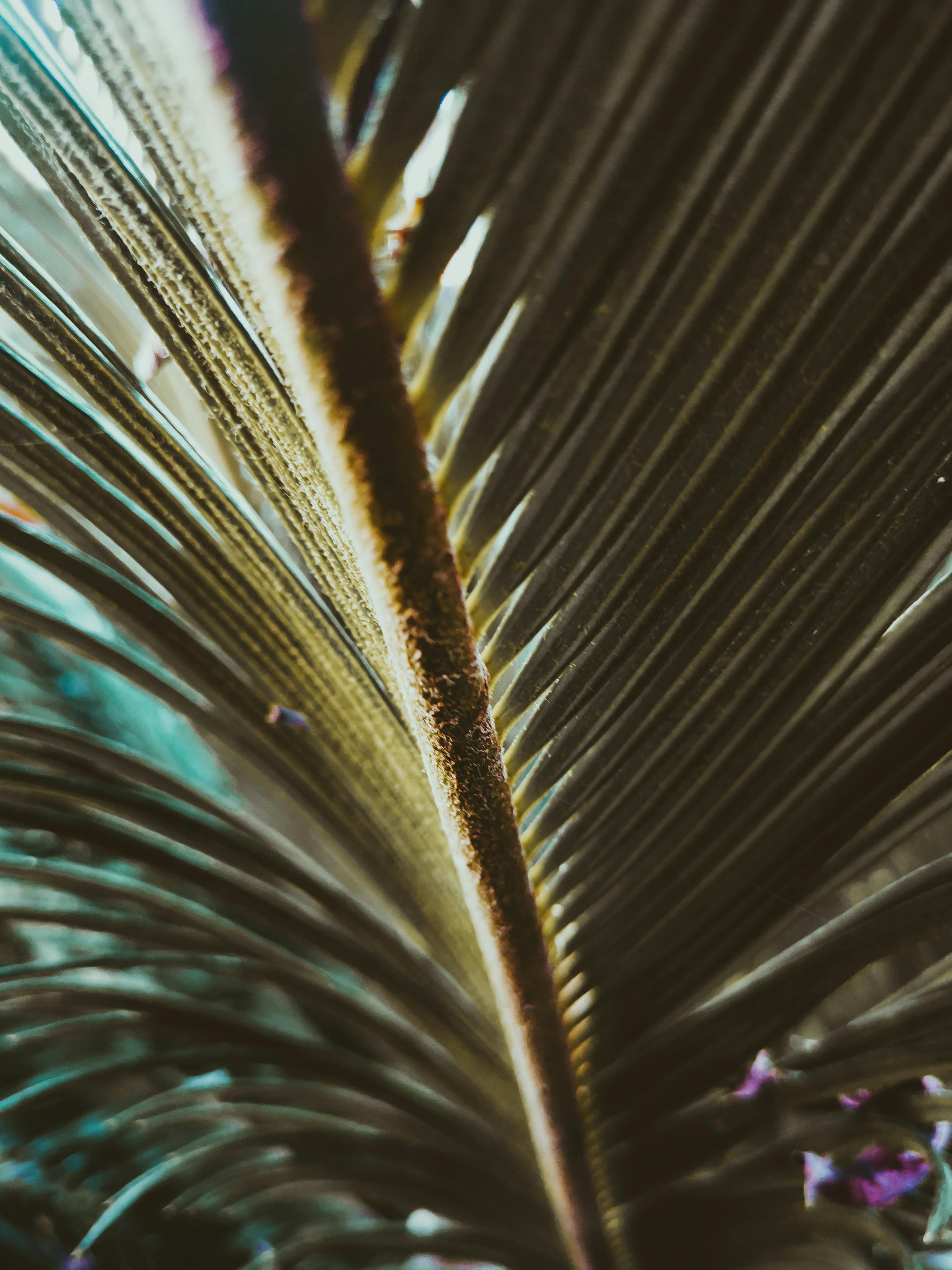 Close Up Photo of Palm Leaf · Free Stock Photo
