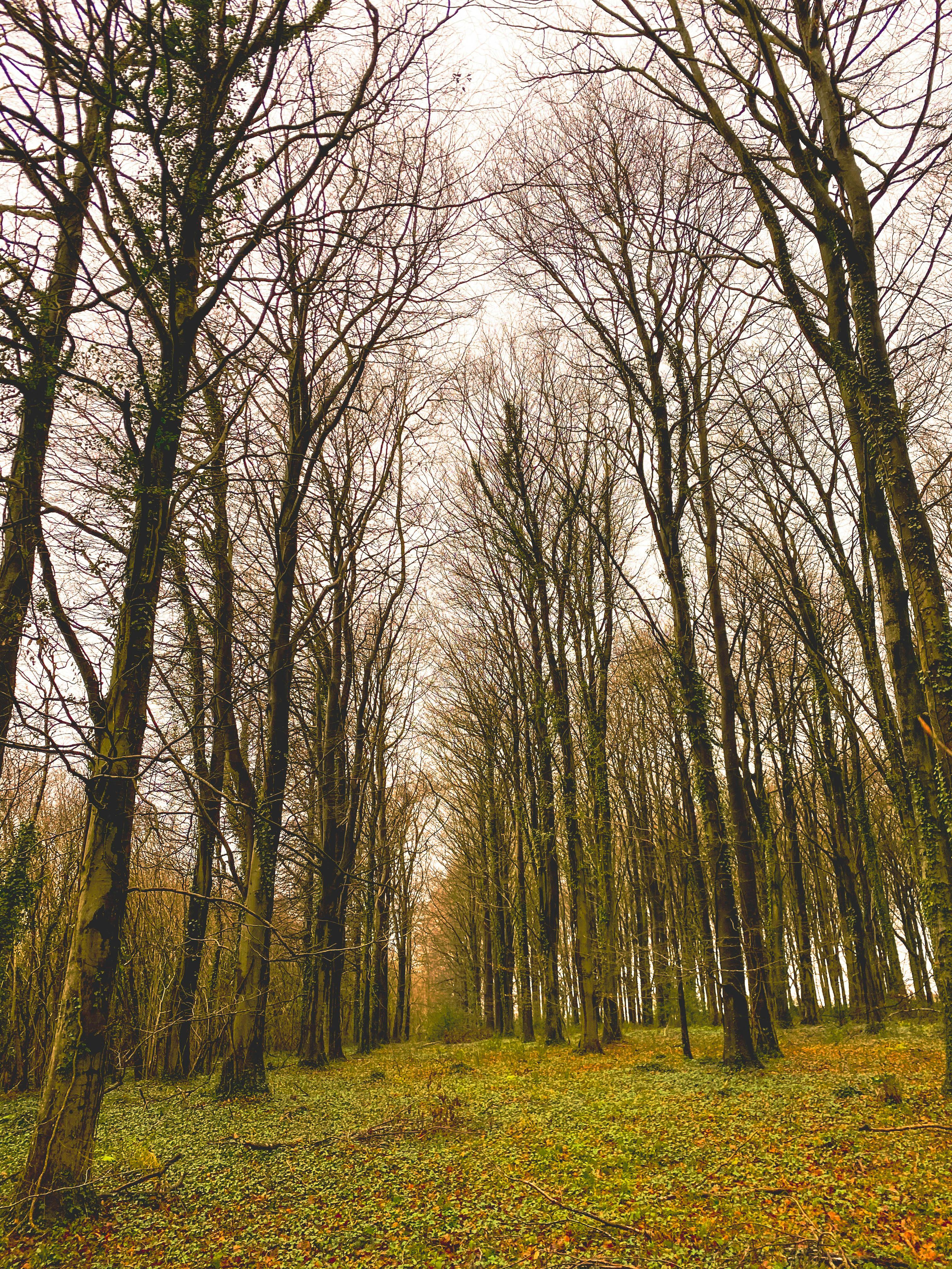 Person Standing Near Tree · Free Stock Photo