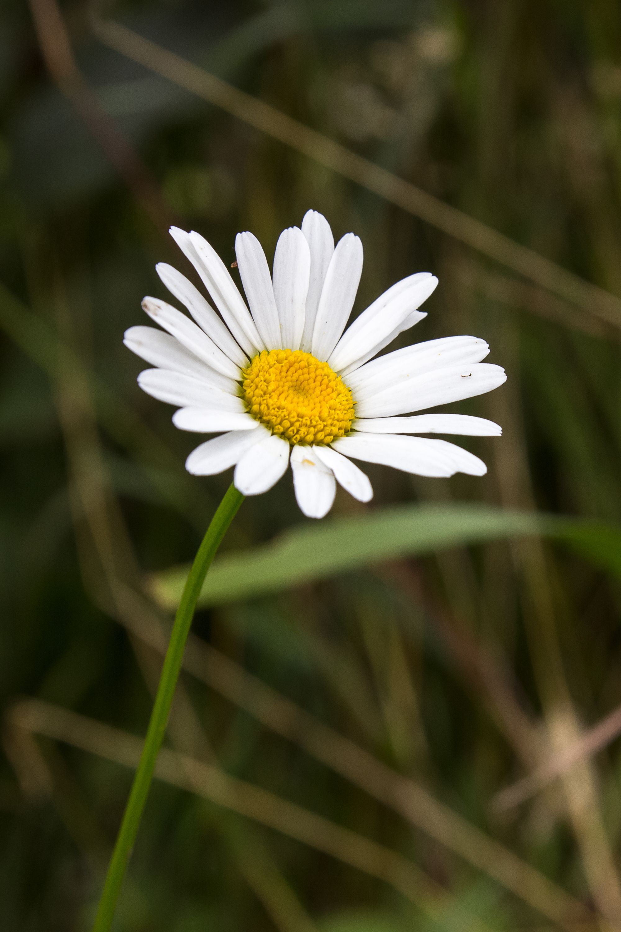 Chamomile in Close Up · Free Stock Photo