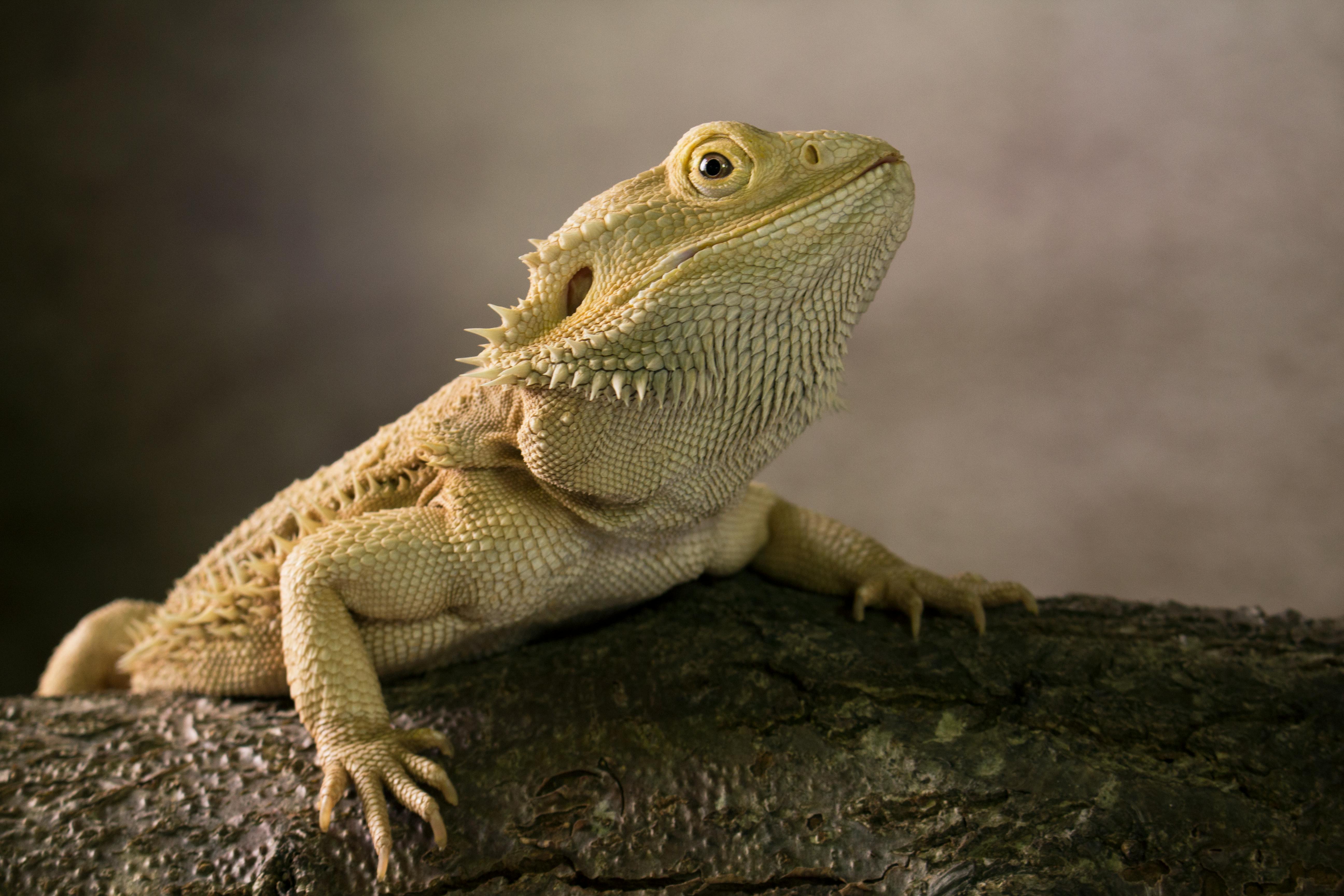 Close up of a Lizard on a Rock · Free Stock Photo