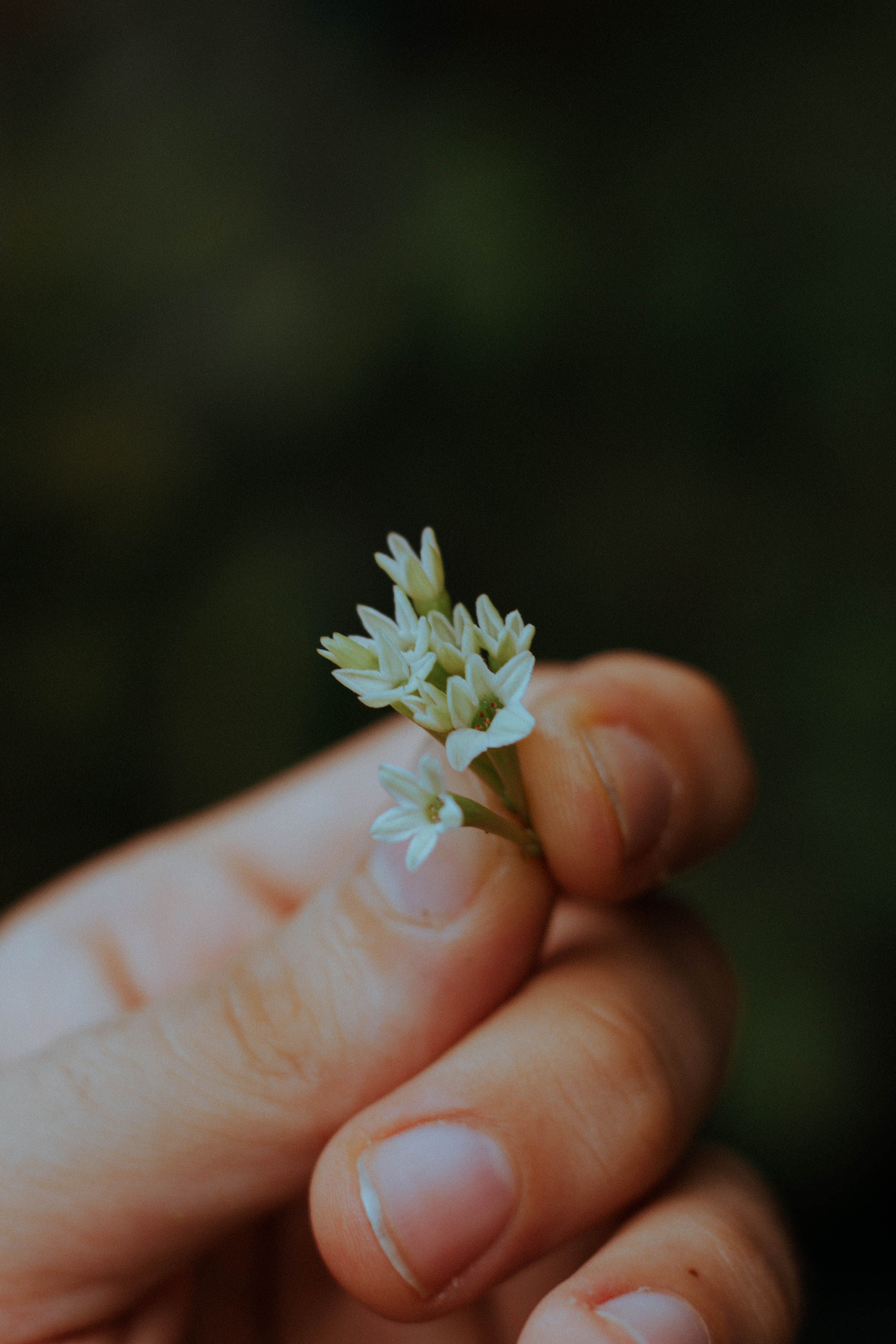 Close-up of a Woman Holding a Tiny Flower Between Her Fingers · Free ...
