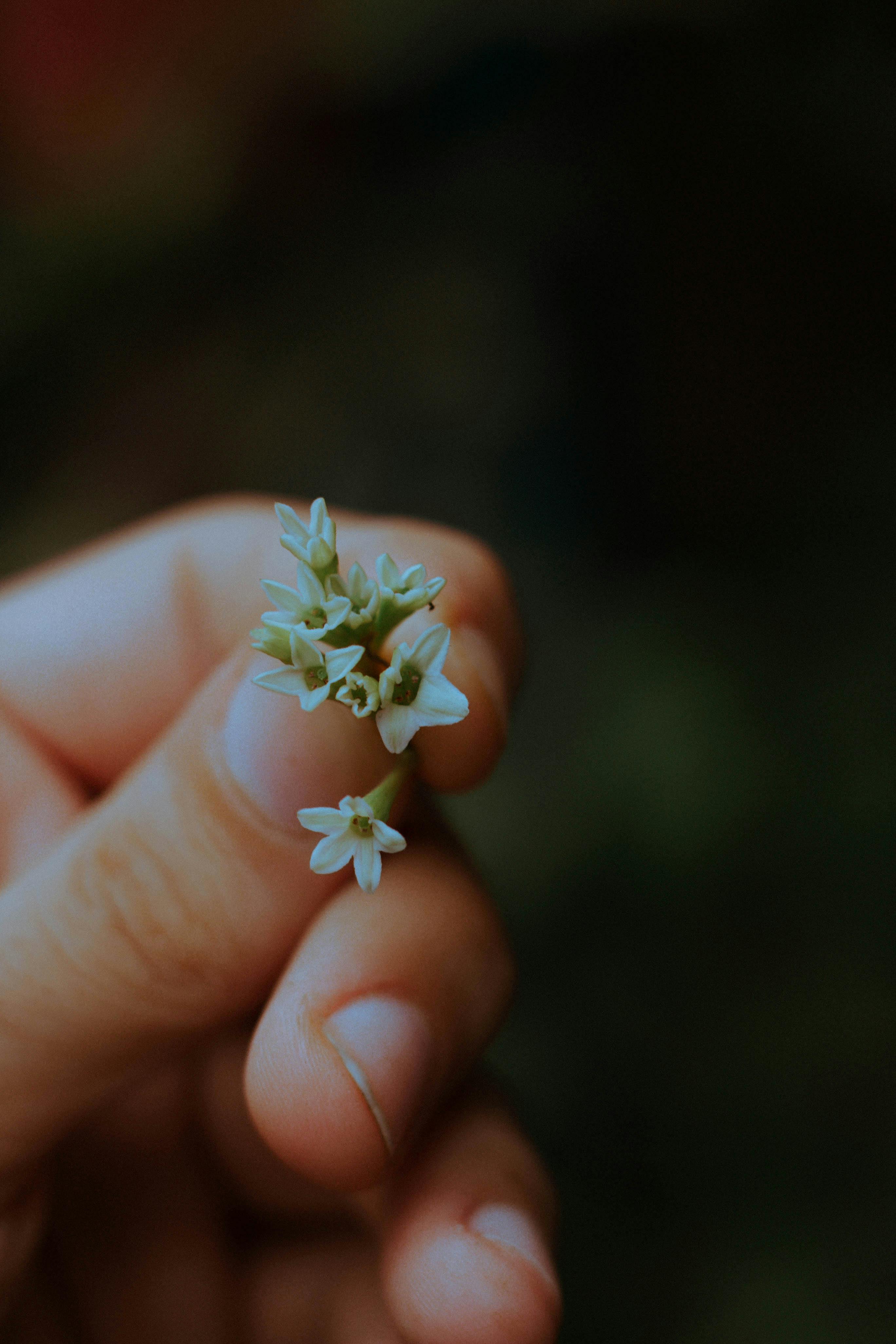 White Flowers on Person's Hand · Free Stock Photo
