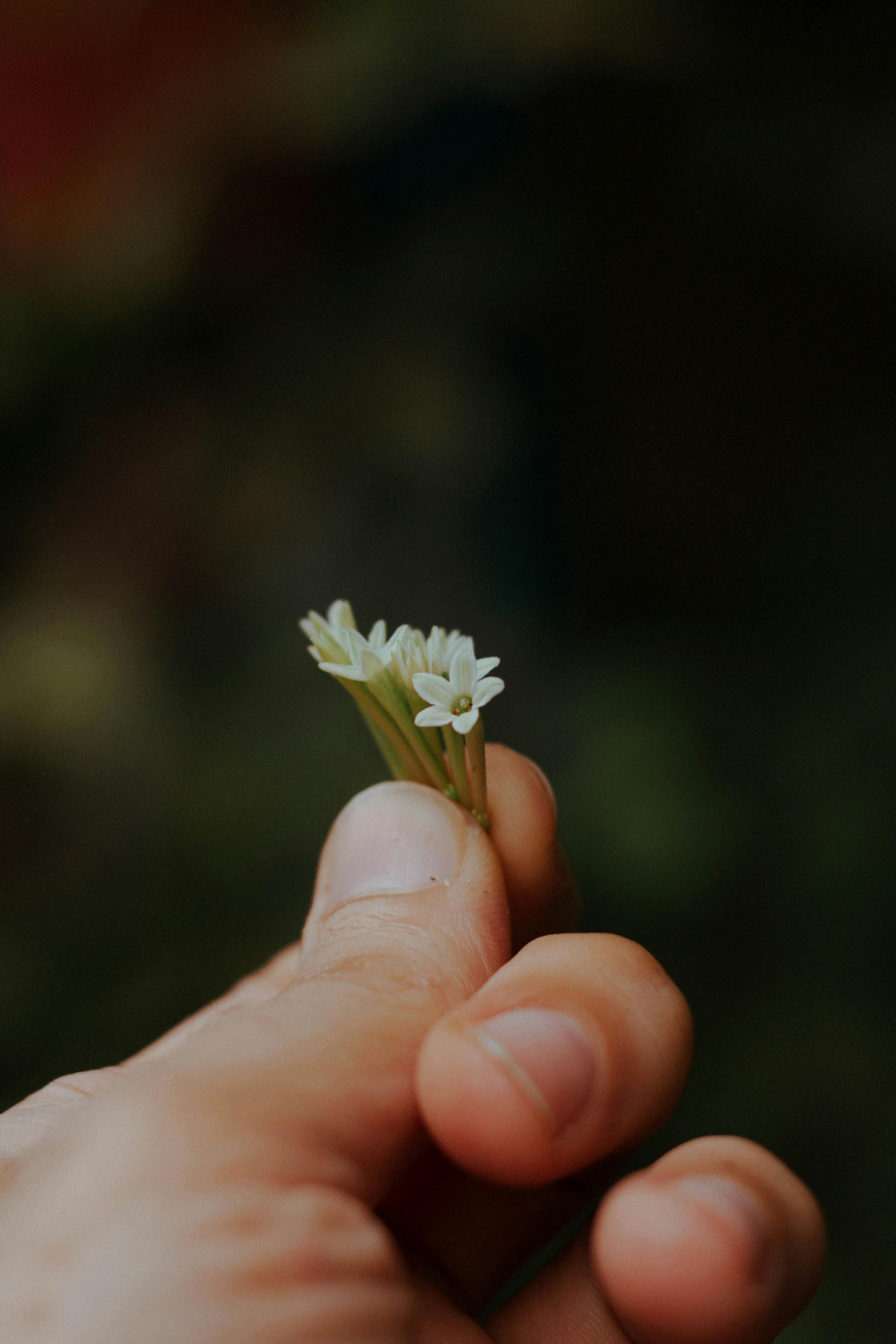 Fingers Holding Flowers · Free Stock Photo