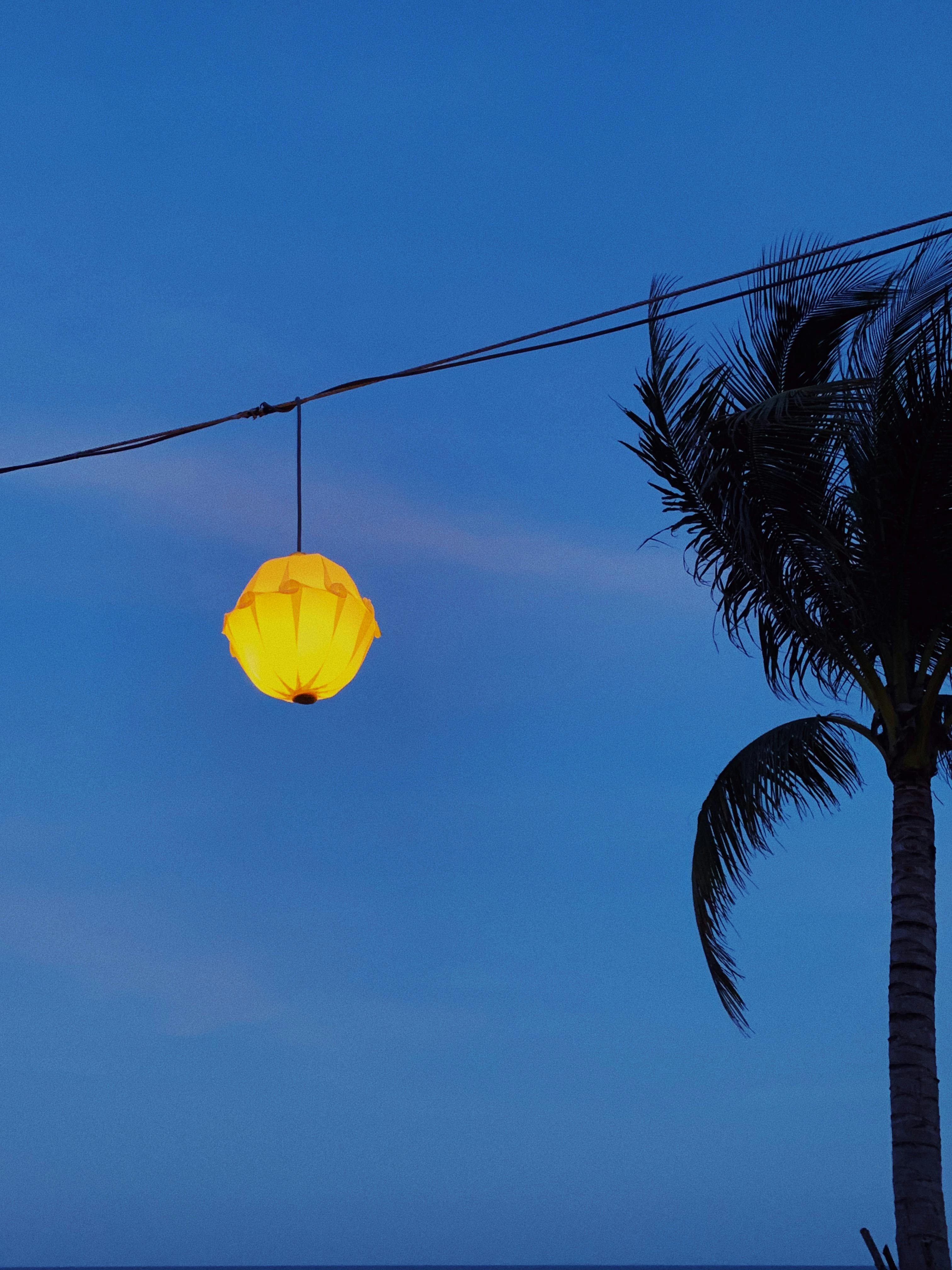 Coconut Trunk Photos, Download The BEST Free Coconut Trunk Stock Photos ...