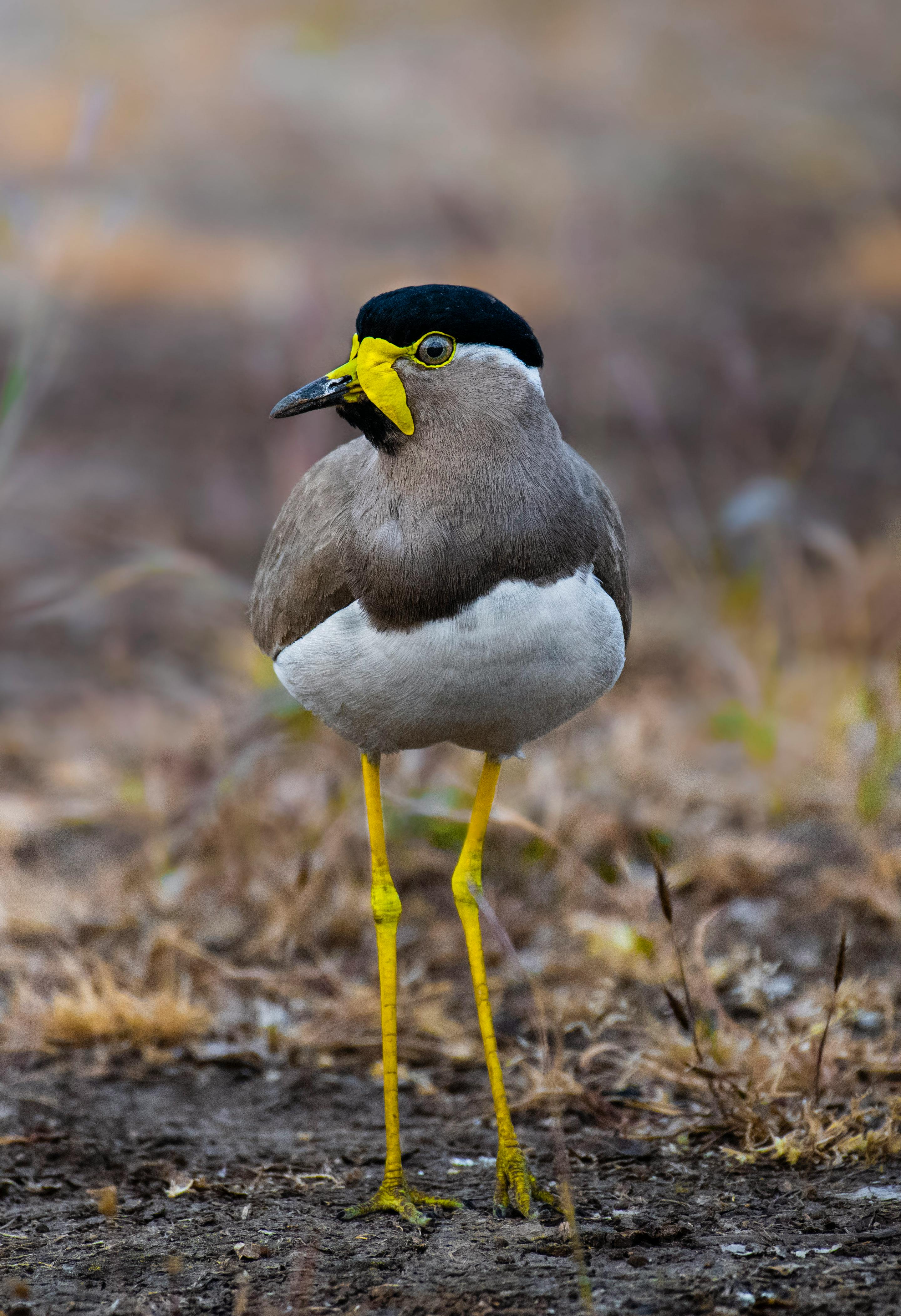 Vertebrates Photos, Download The BEST Free Vertebrates Stock Photos ...