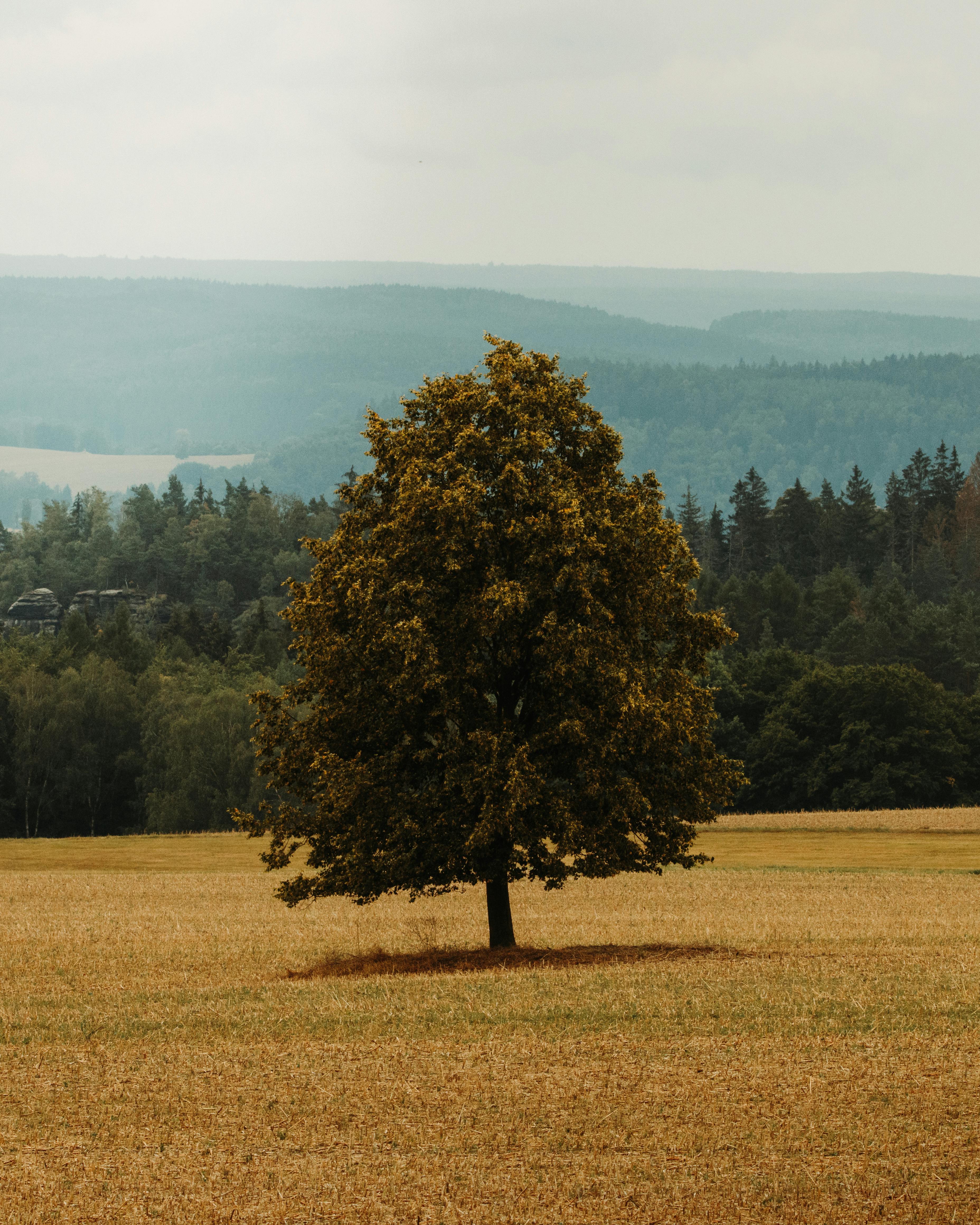 Scenery with Tree in a Field · Free Stock Photo