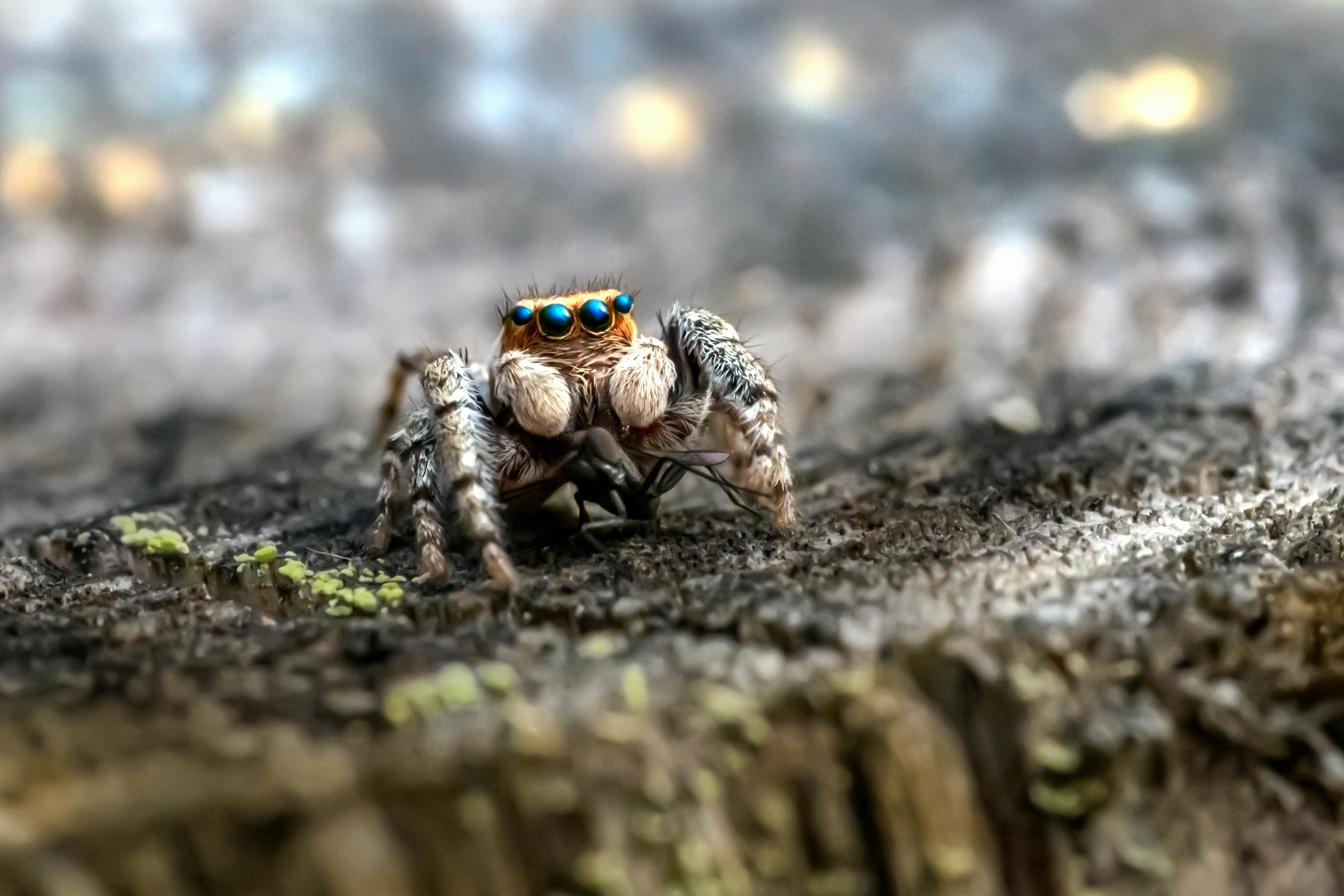 Compact Spider Photos, Download The BEST Free Compact Spider Stock ...