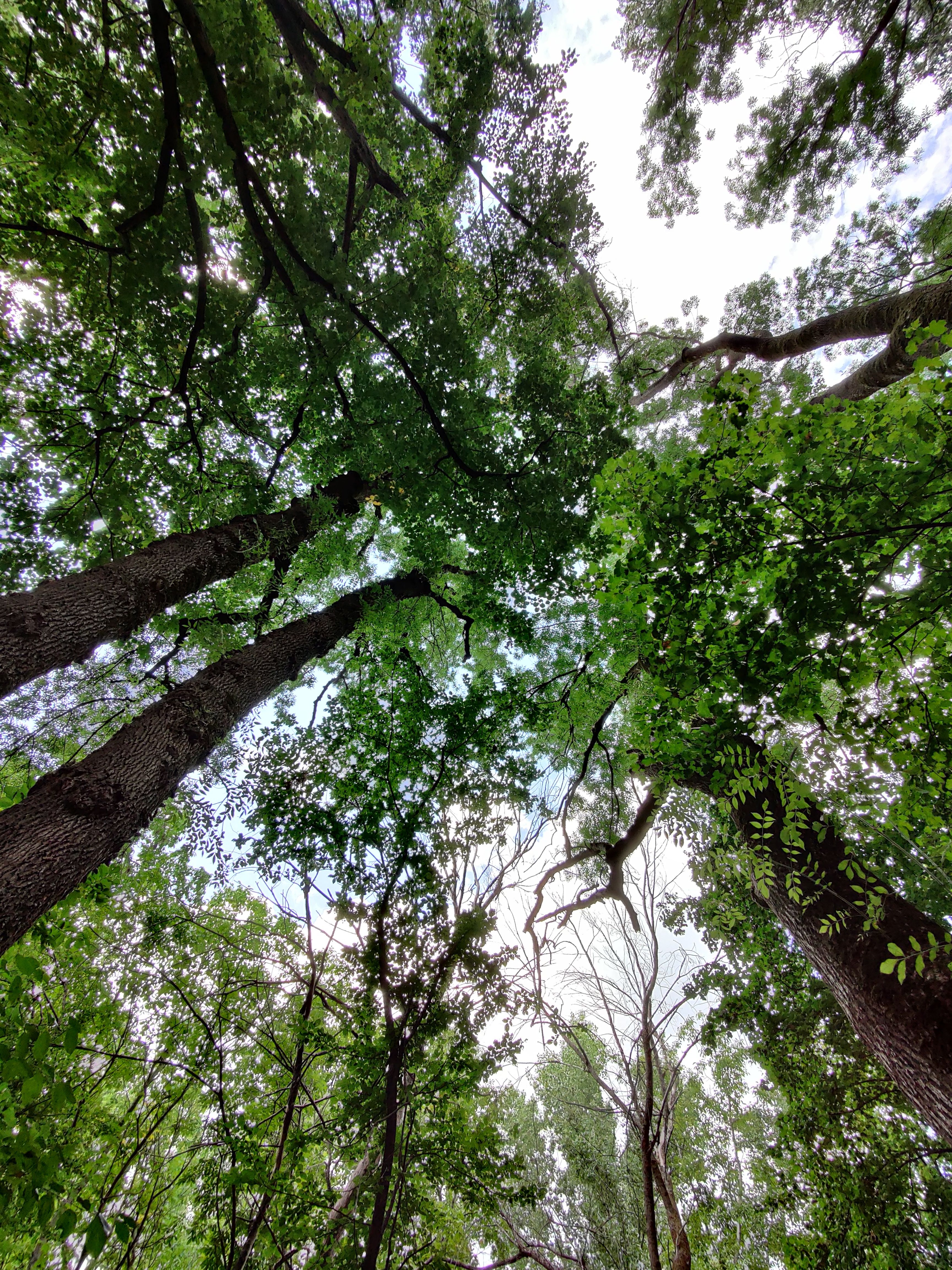Tall Brown Trees · Free Stock Photo