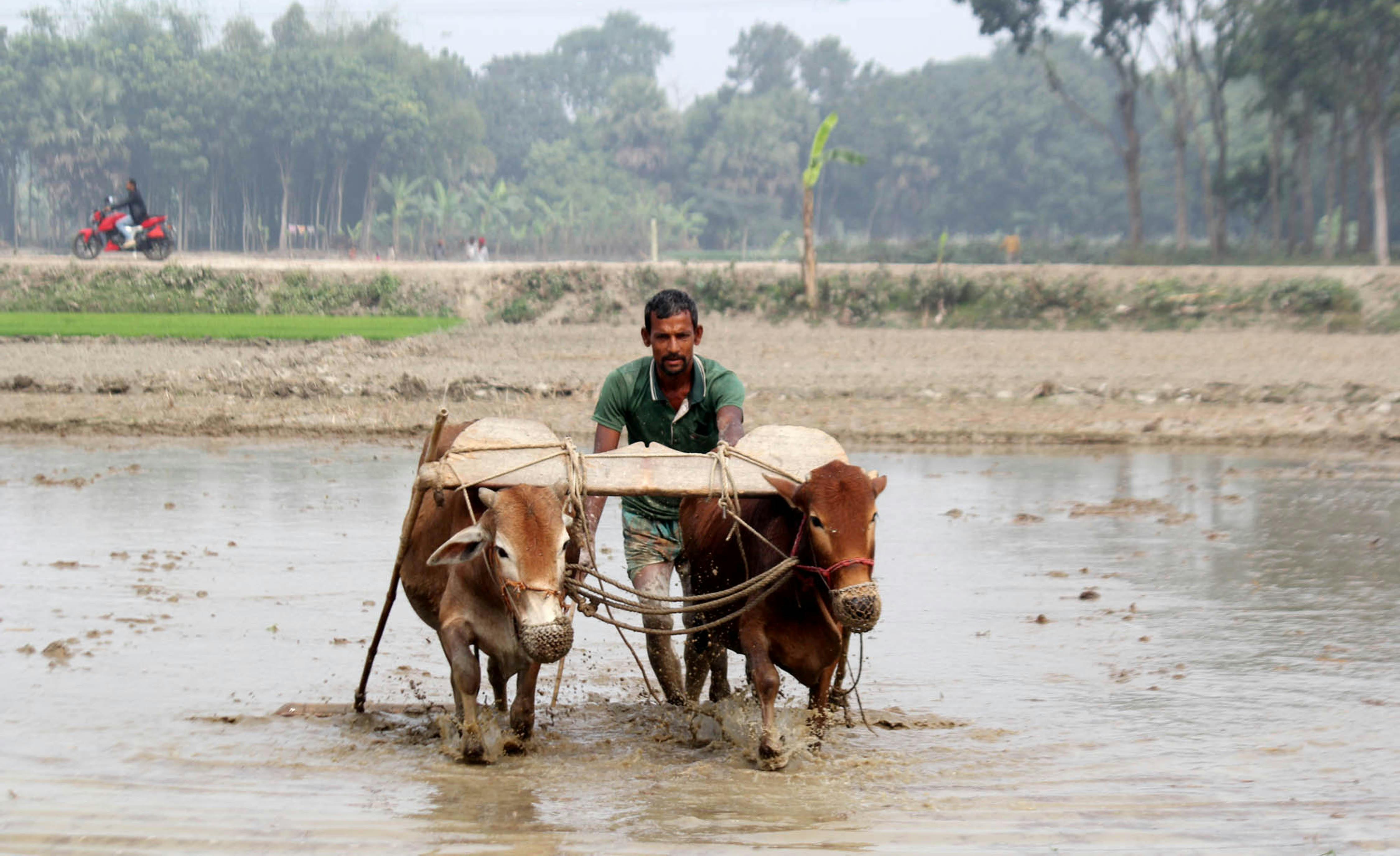 Farmer Tilling a Field with Cows · Free Stock Photo