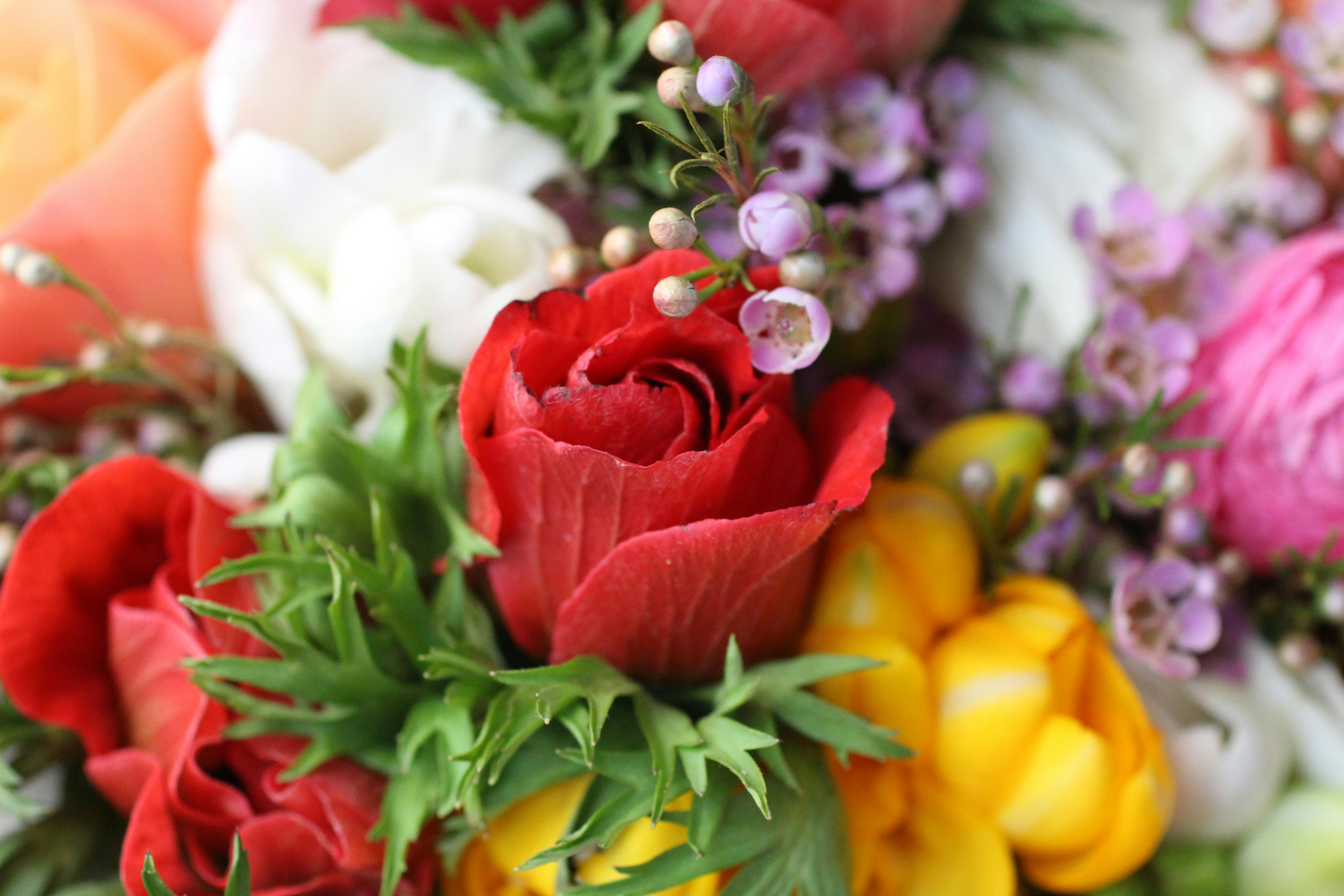 Red and Yellow Flower Bouquet · Free Stock Photo