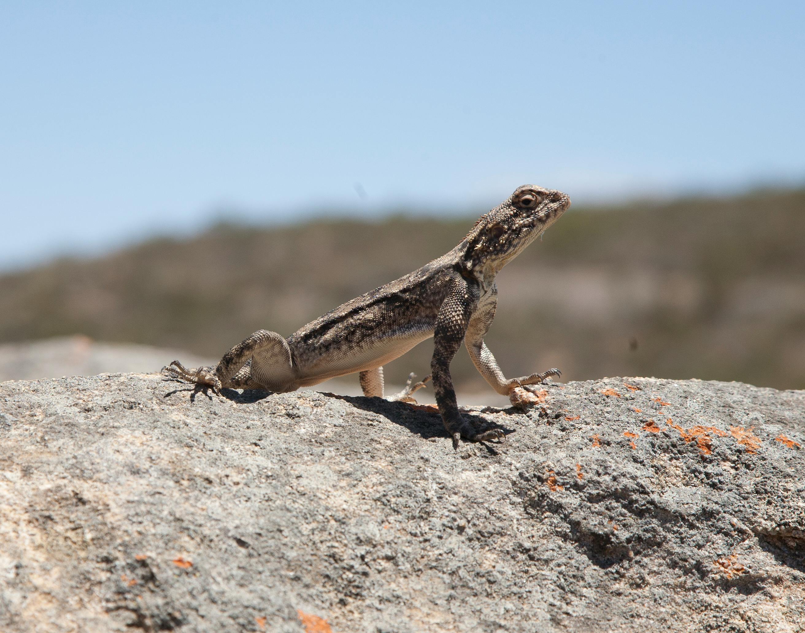 Nature Photo of a Lizard on a Rock · Free Stock Photo