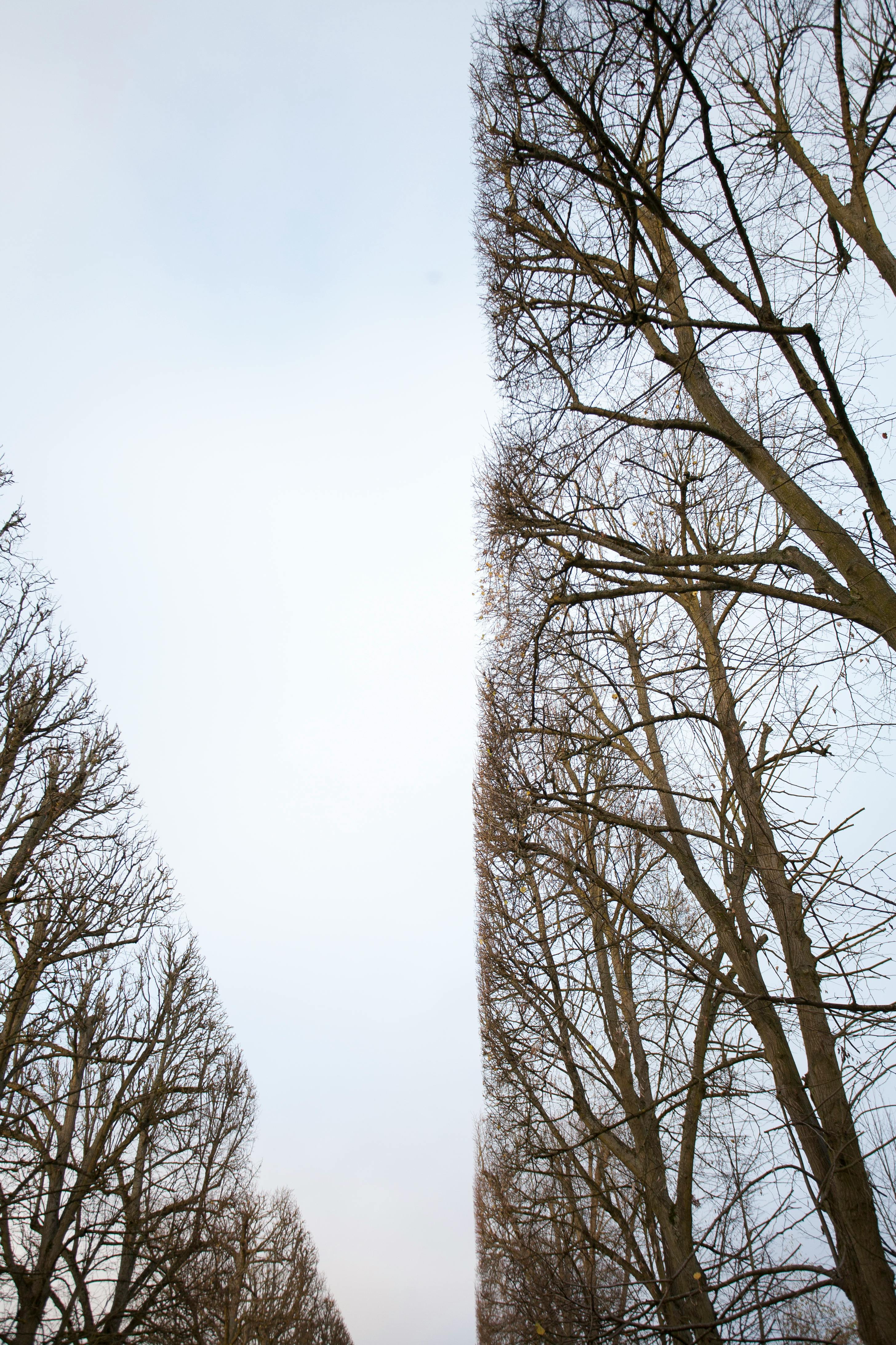 Low Angle Shot Of A Tree Bare Of Leaves · Free Stock Photo