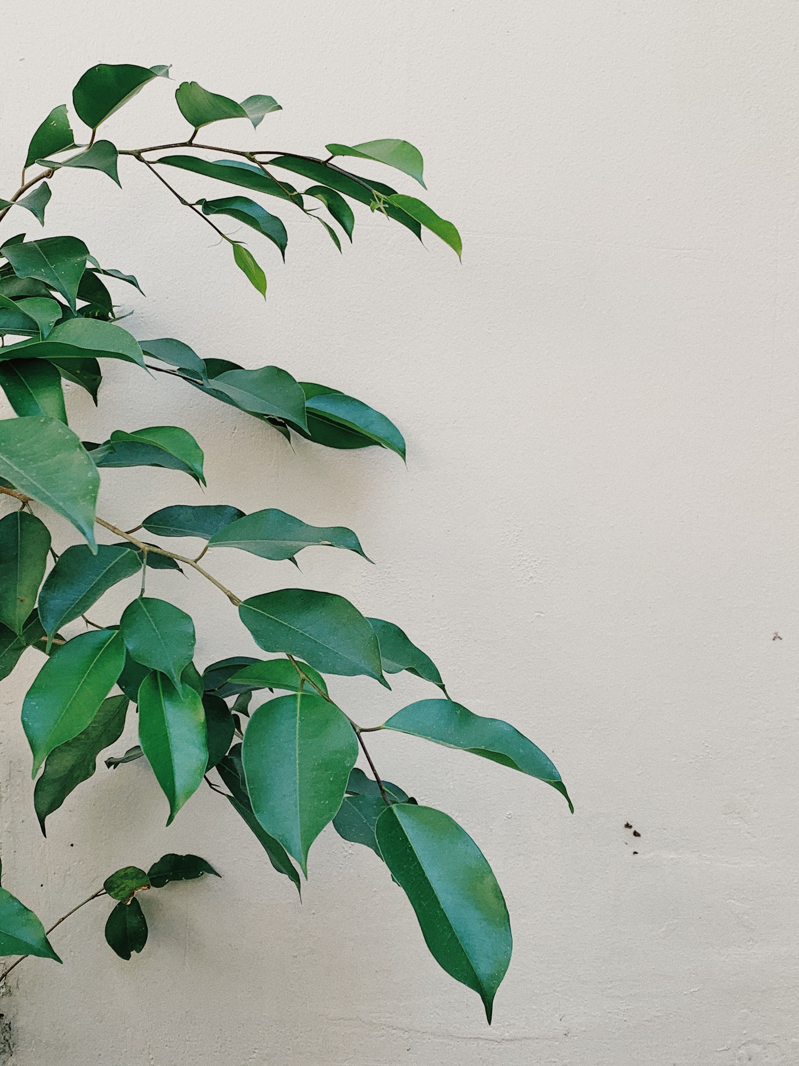 Green Leaves in Bloom Photo · Free Stock Photo