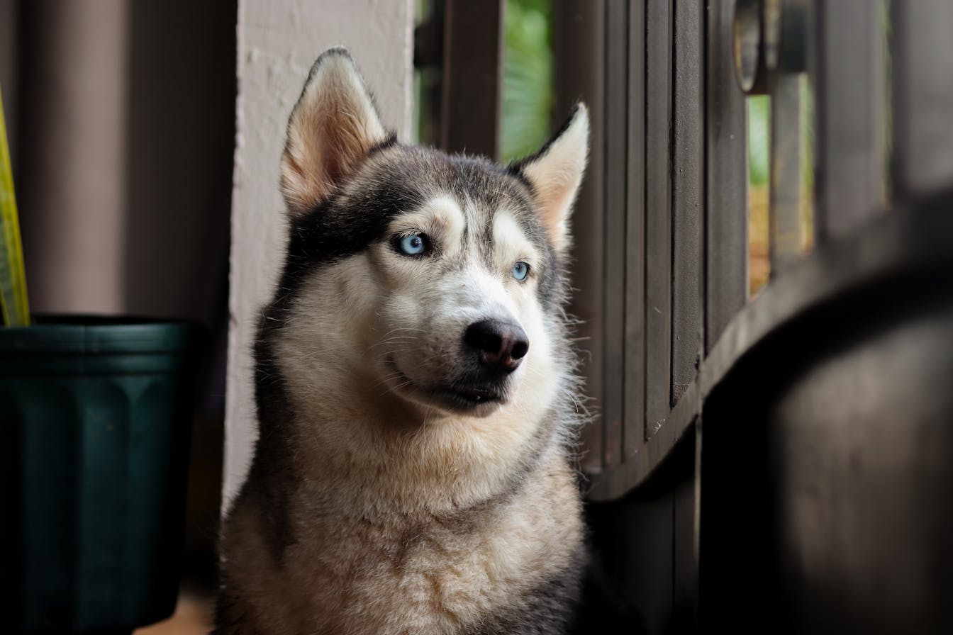 Why Do Siberian Huskies Talk and What They're Saying