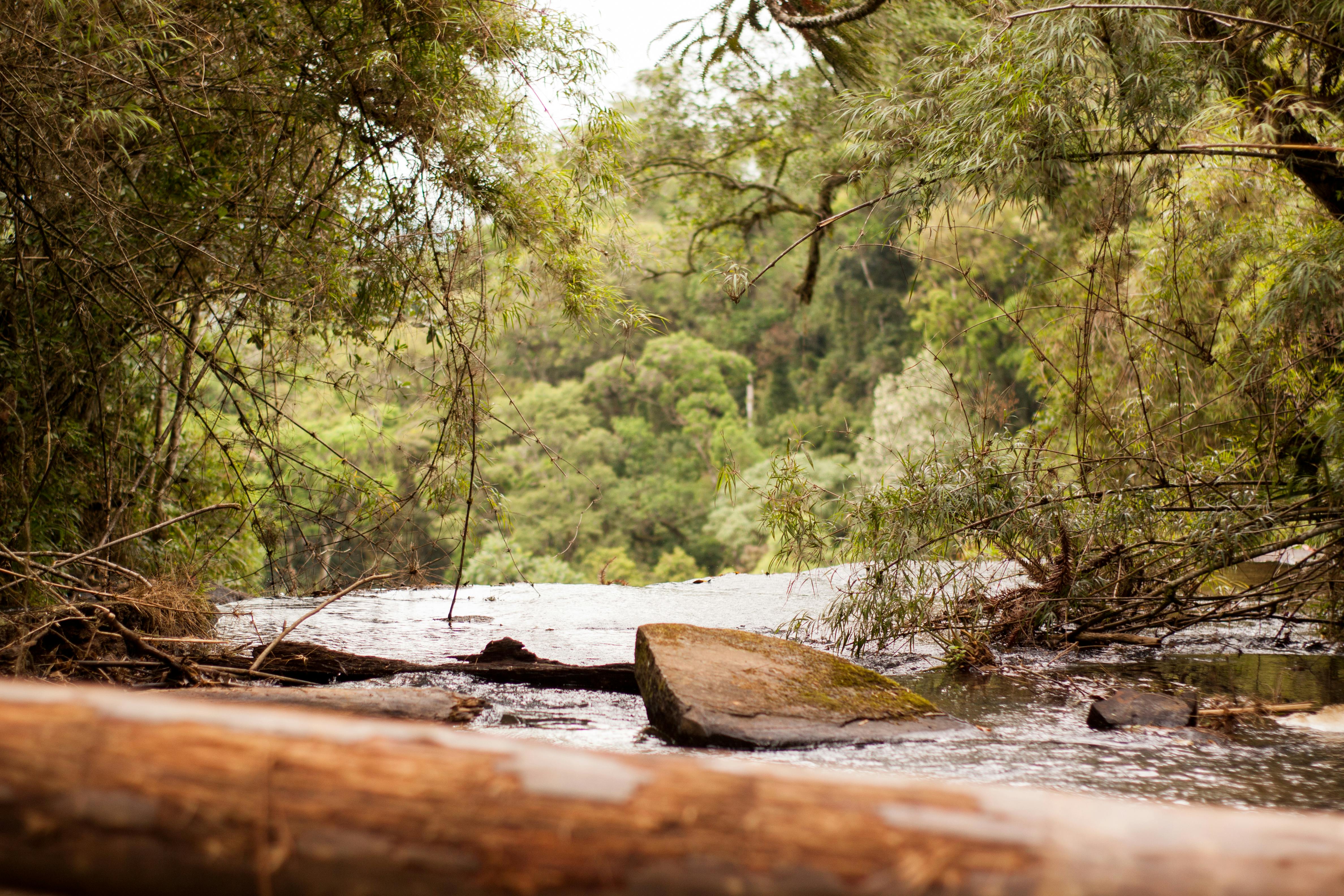 Driftwood in River and a Forest · Free Stock Photo