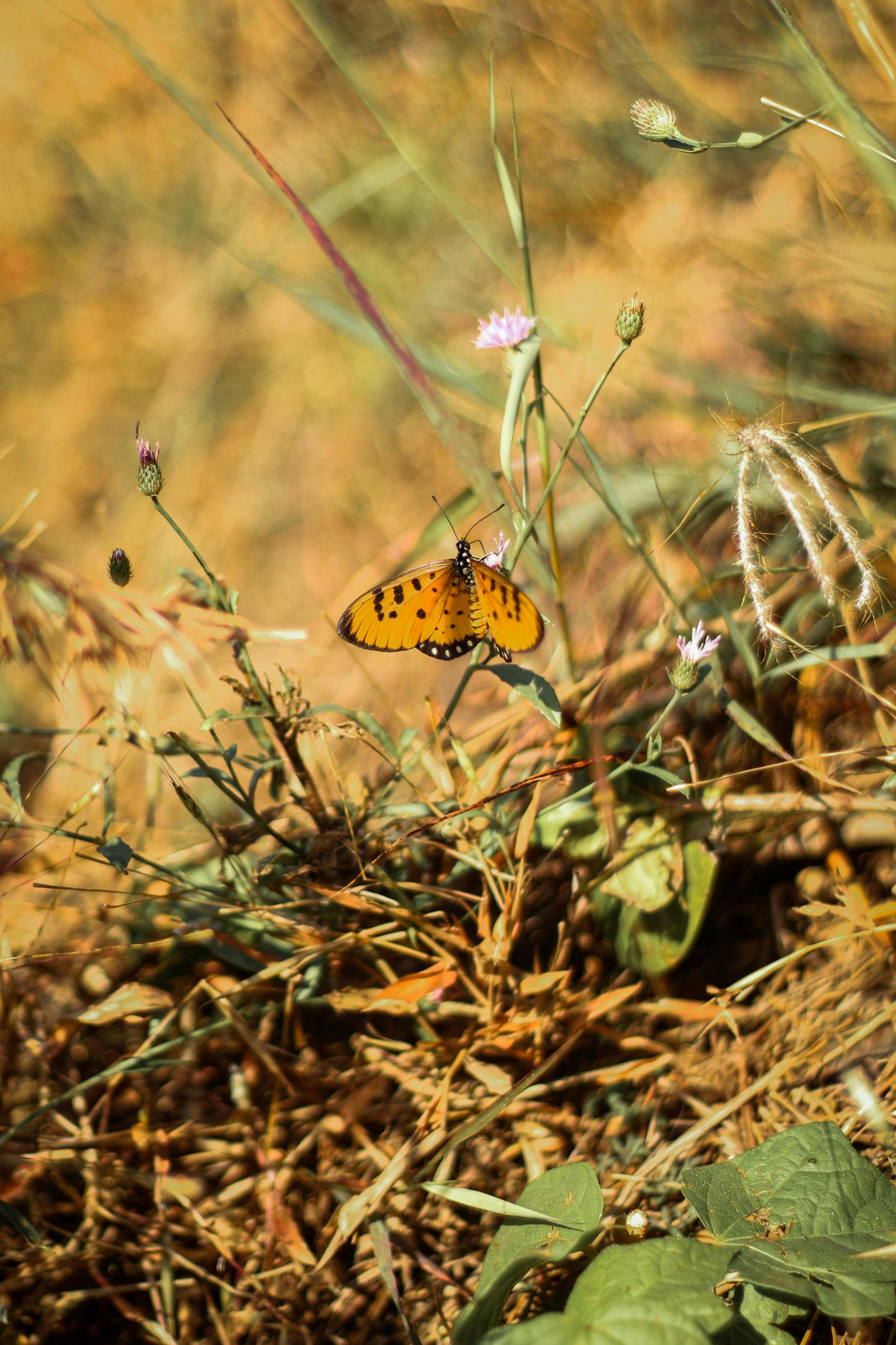 Photo of Mud-puddling Butterflies · Free Stock Photo