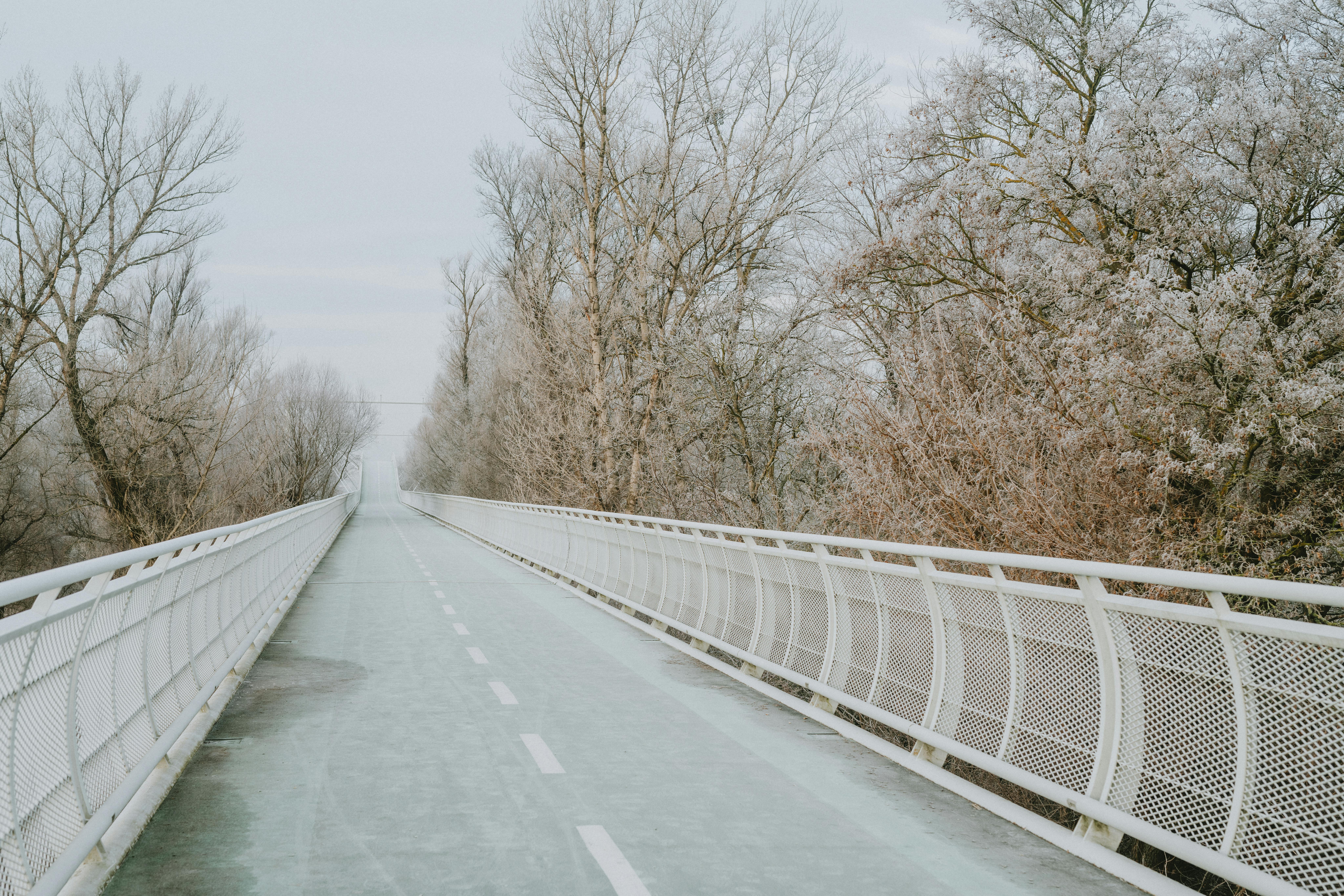 A Bridge between Trees · Free Stock Photo