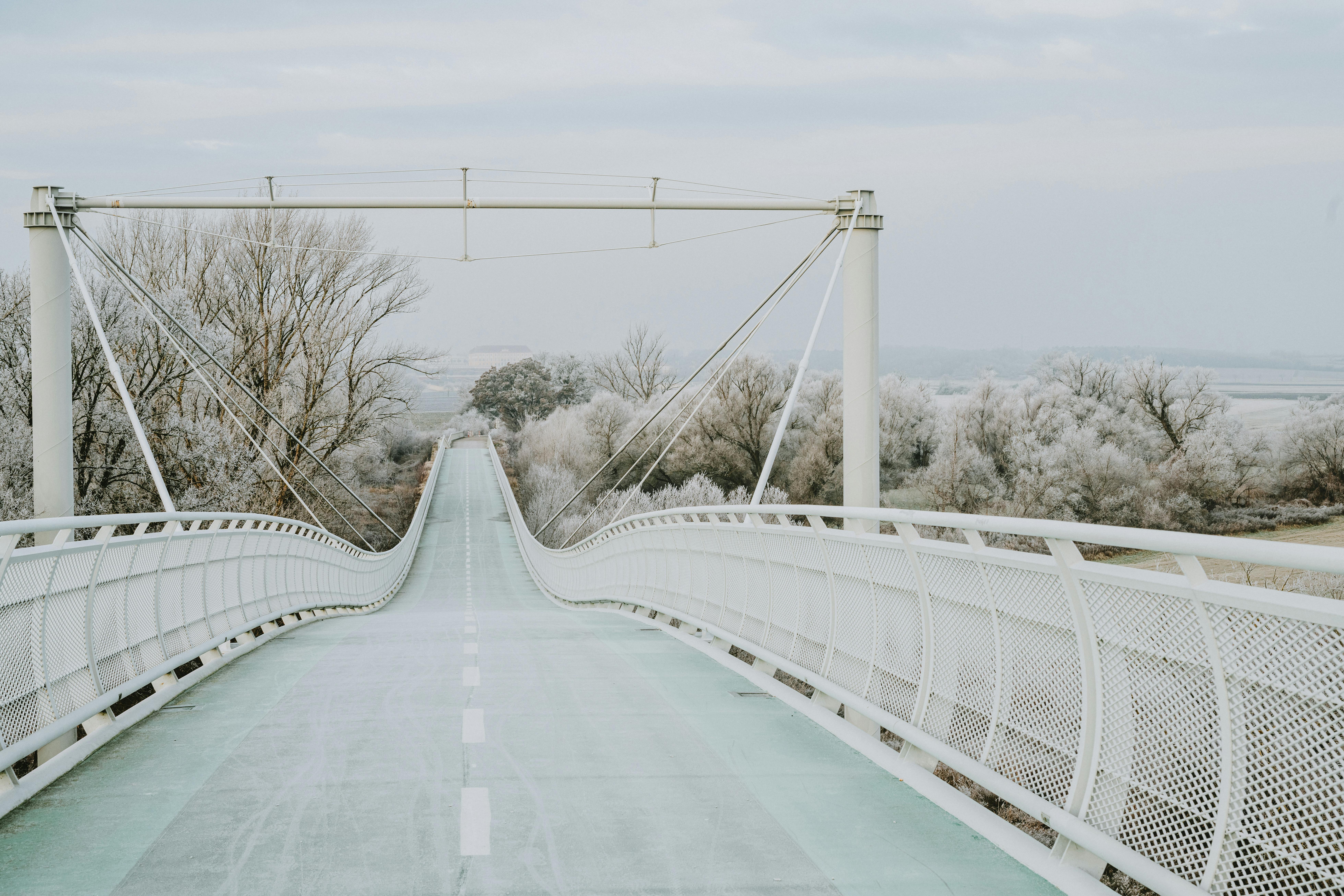 A Bridge between Trees · Free Stock Photo