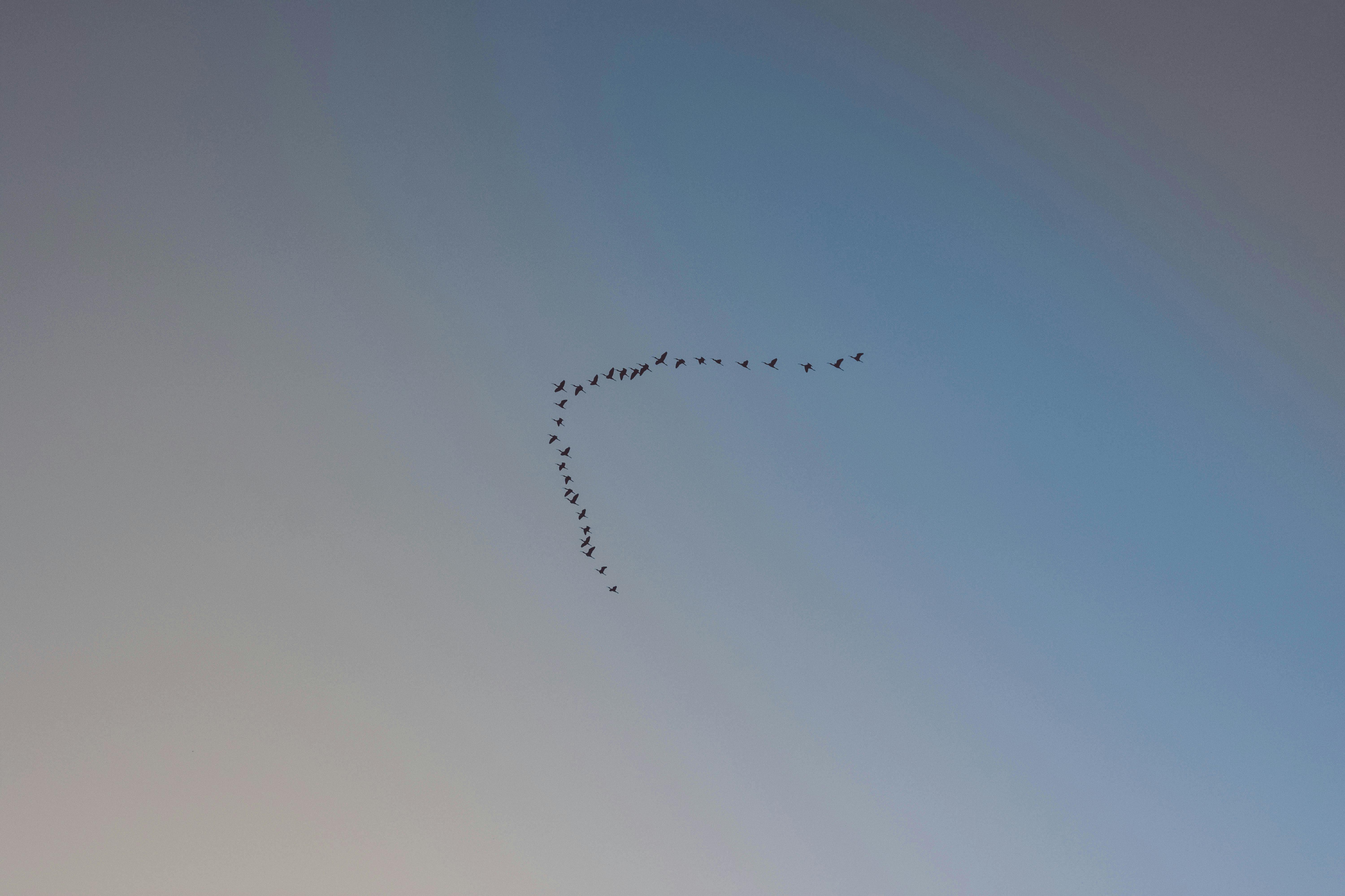 Photo of Birds Flying · Free Stock Photo