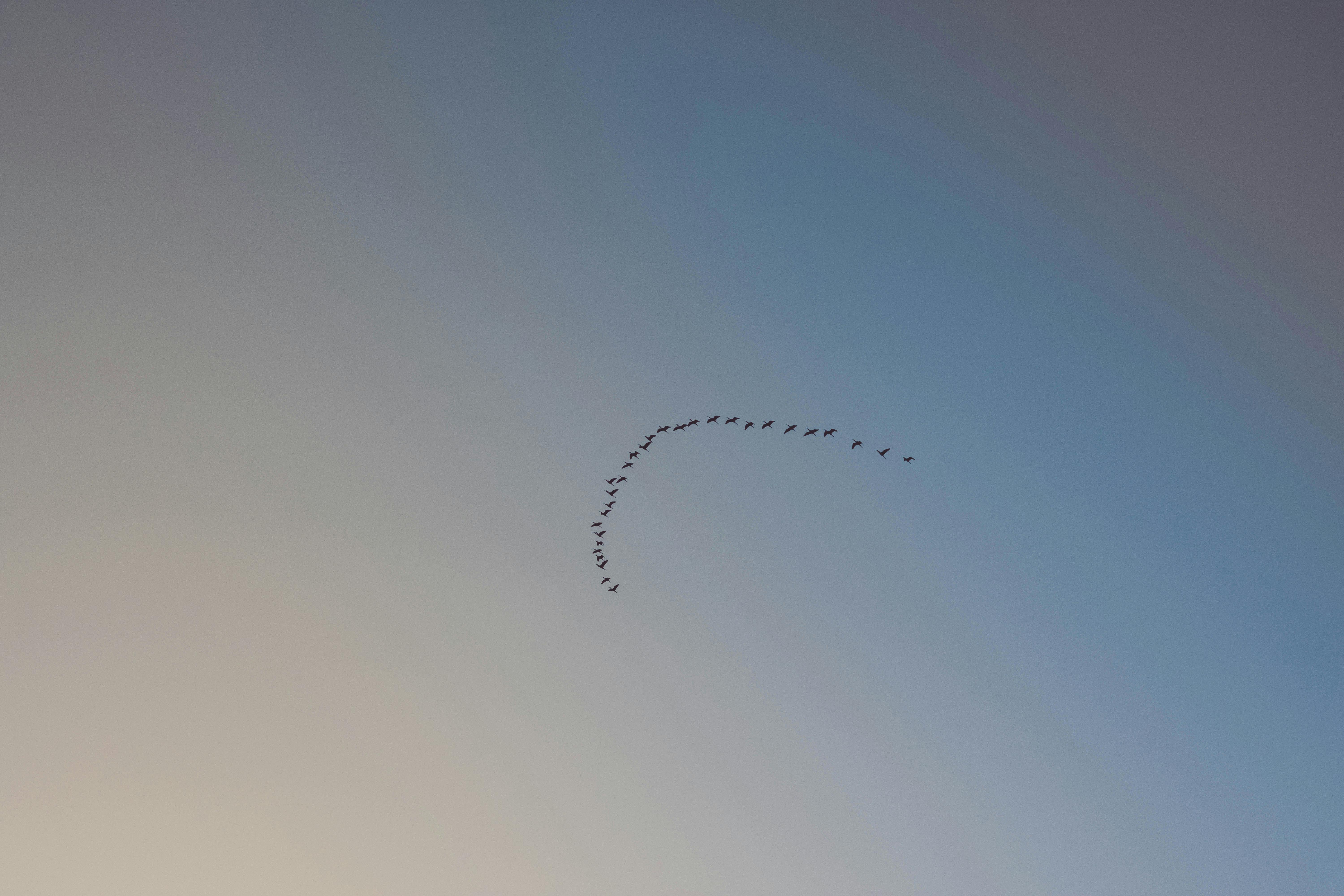 A Flock of Birds in Formation Flying · Free Stock Photo