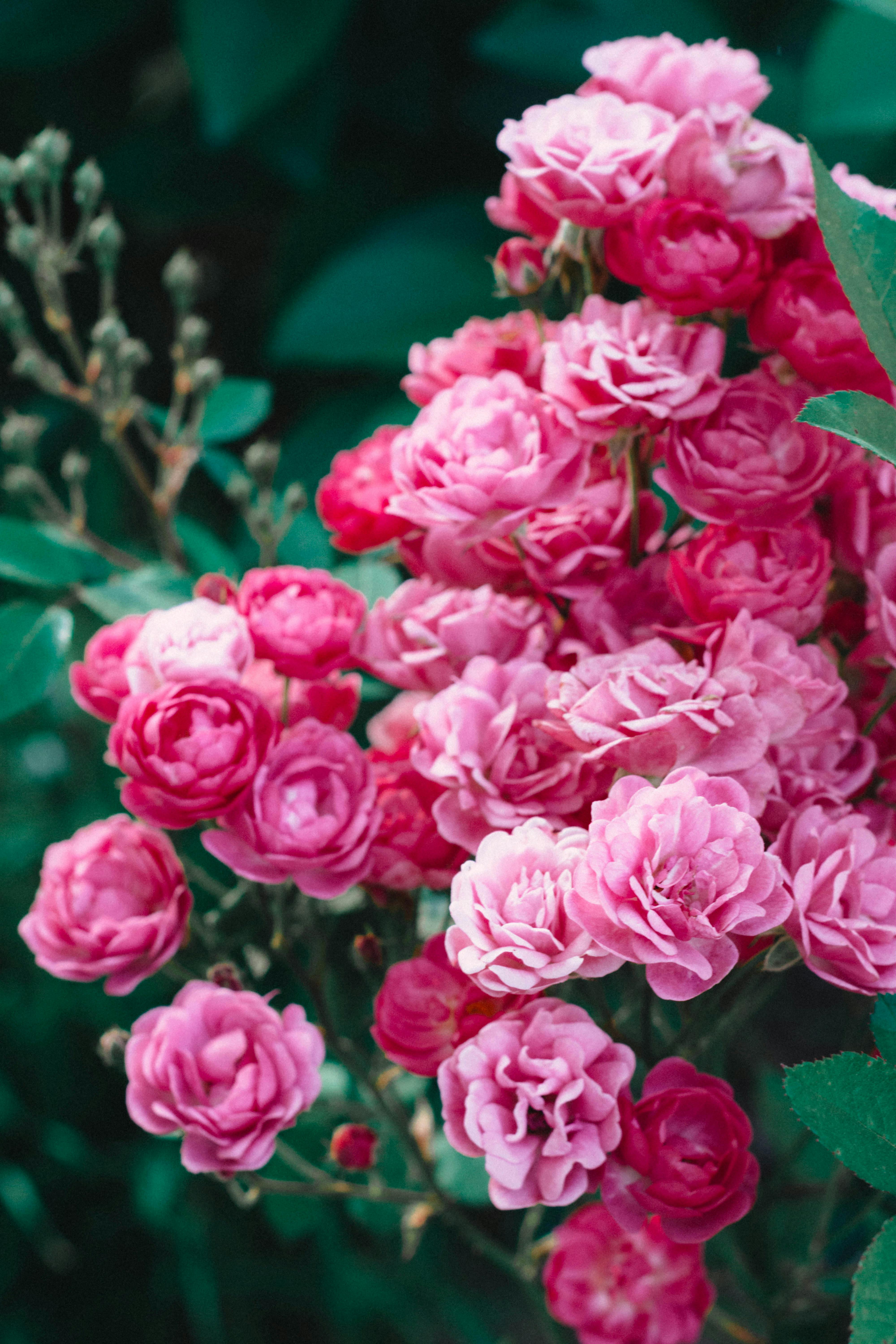 Faded Rose · Free Stock Photo