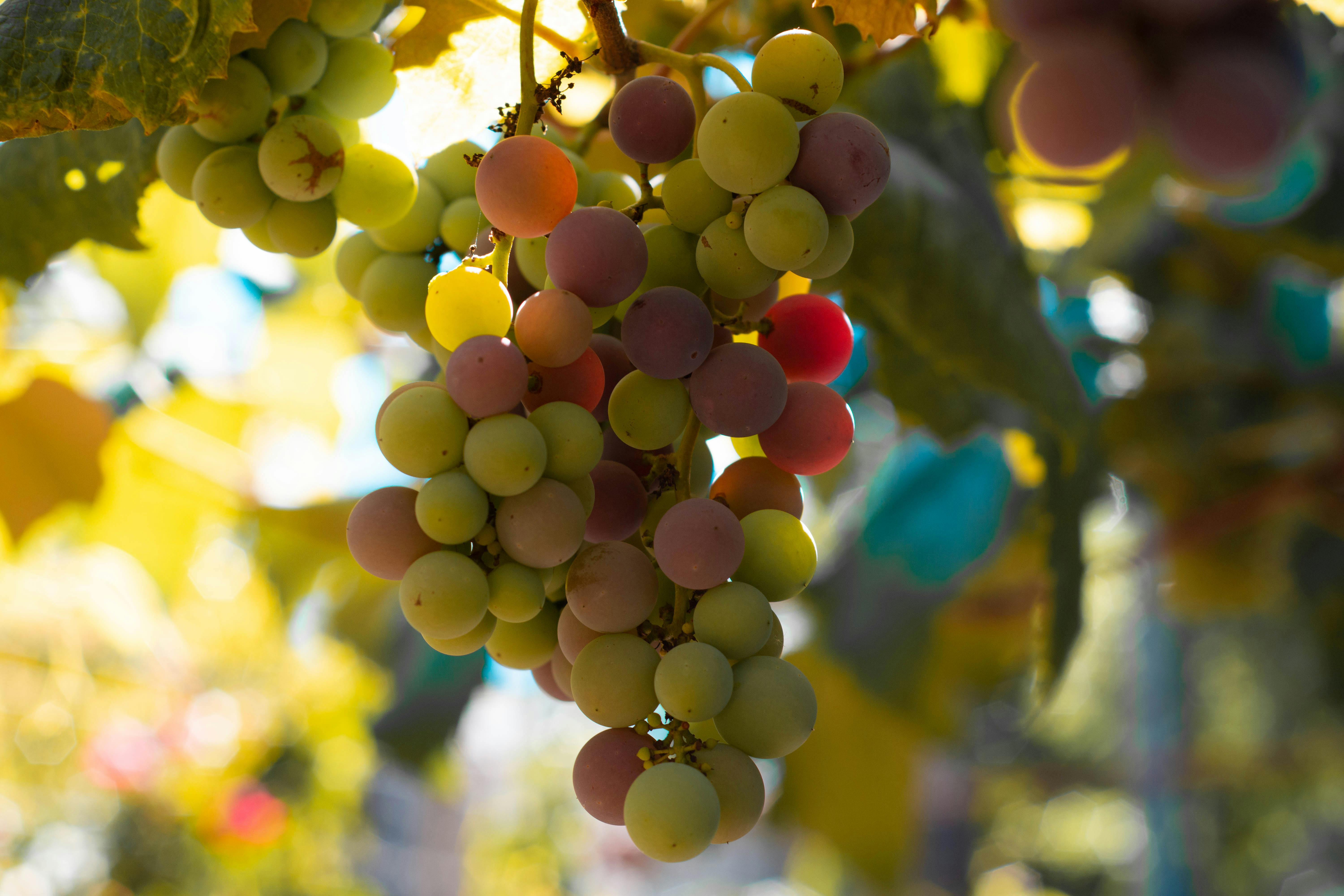 Unripe Grapes Photos, Download The BEST Free Unripe Grapes Stock Photos ...