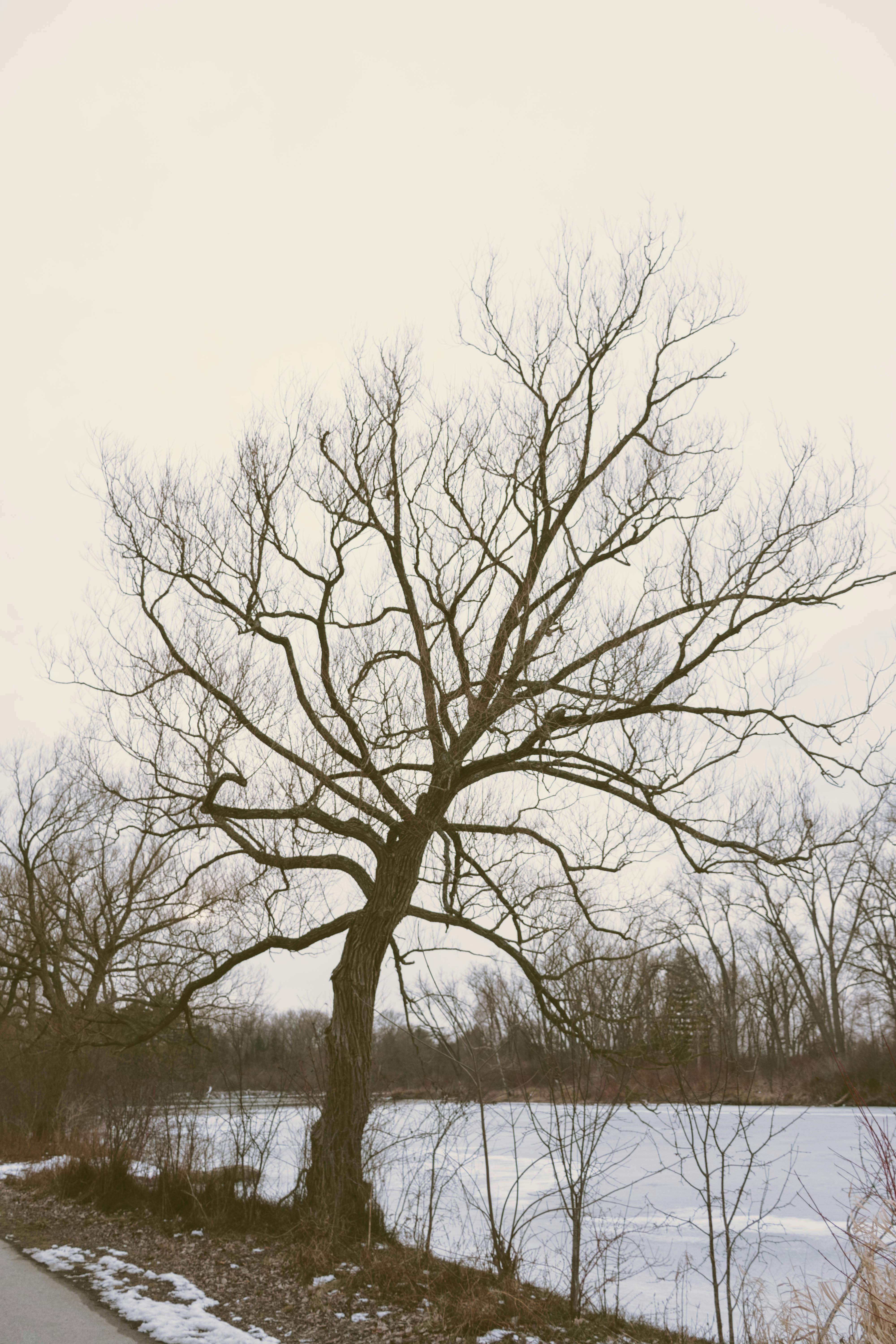 Leafless Tree on the Side of a Frozen Lake · Free Stock Photo