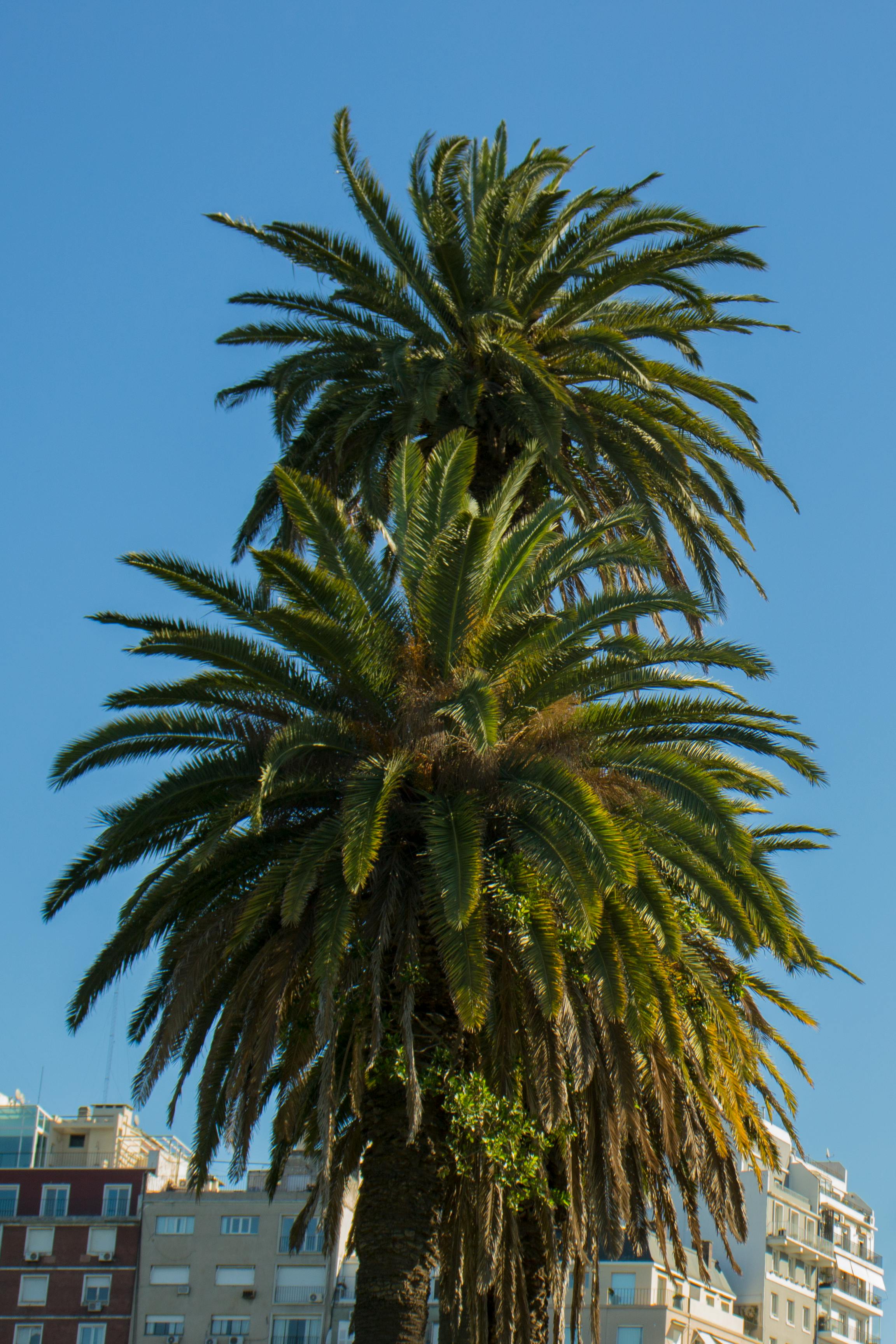 City Under Cherry Tree Photos, Download The BEST Free City Under Cherry ...