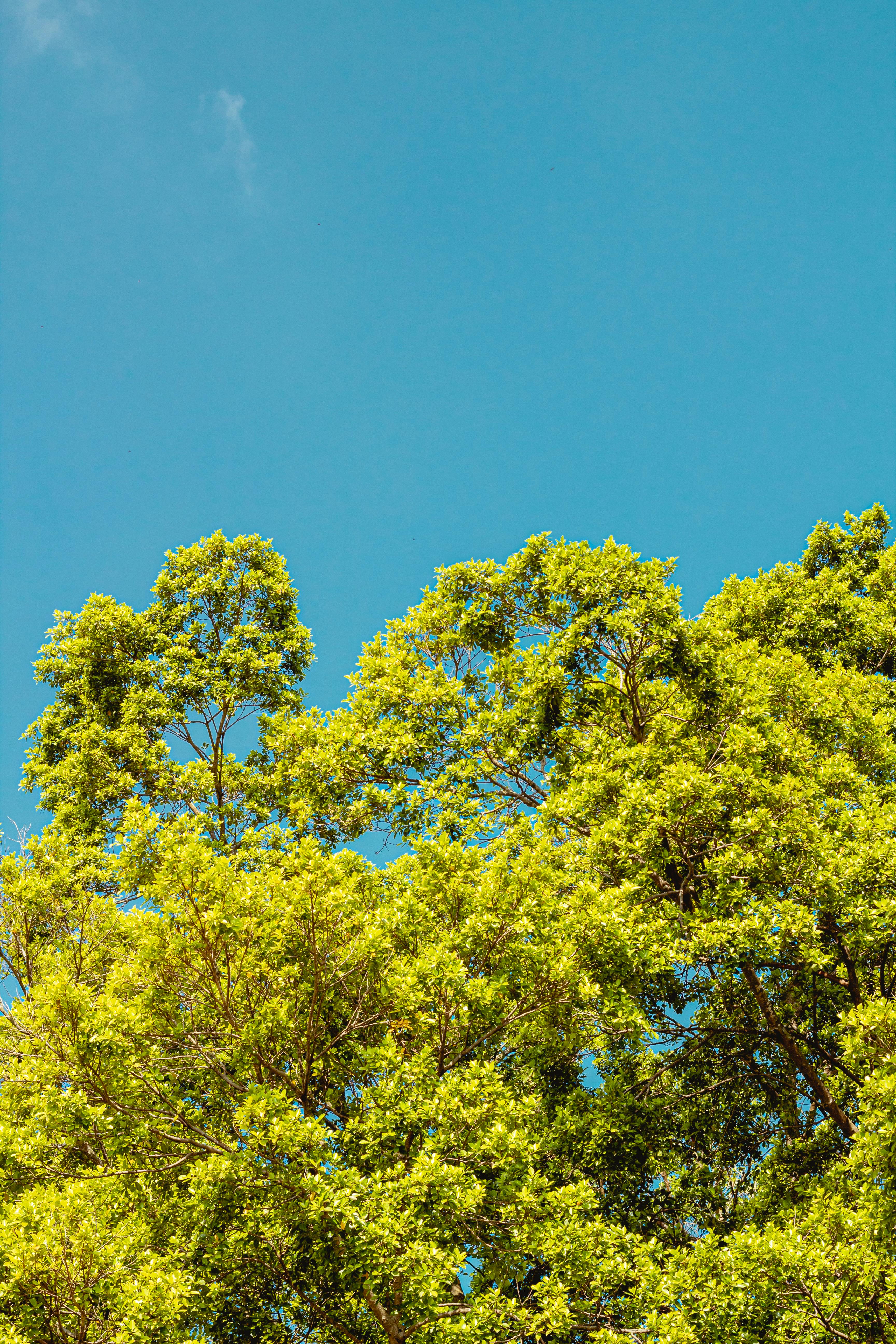 Green Leaves · Free Stock Photo