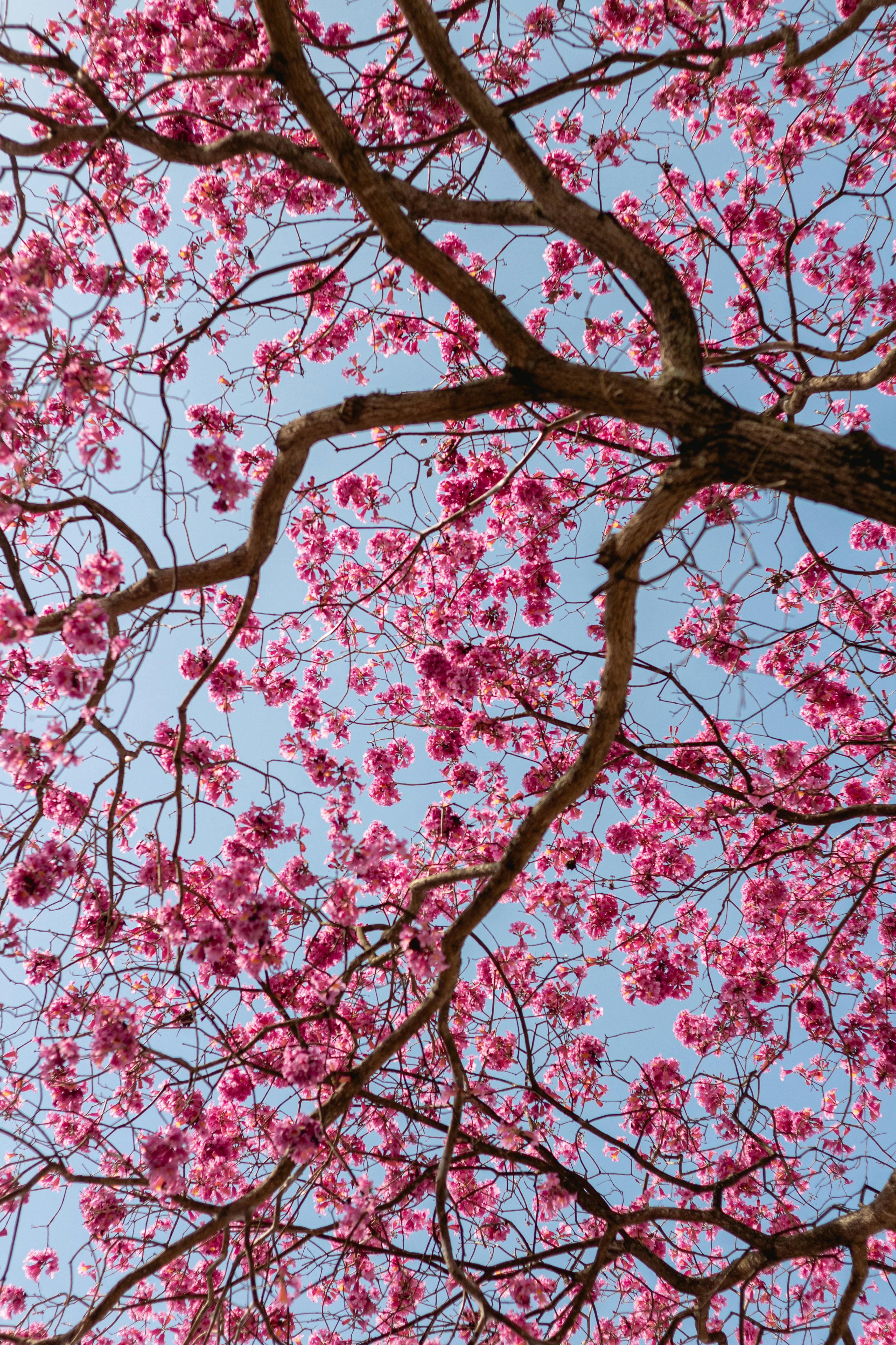 Pink Cherry Blossoms Tree Under Blue Sky · Free Stock Photo