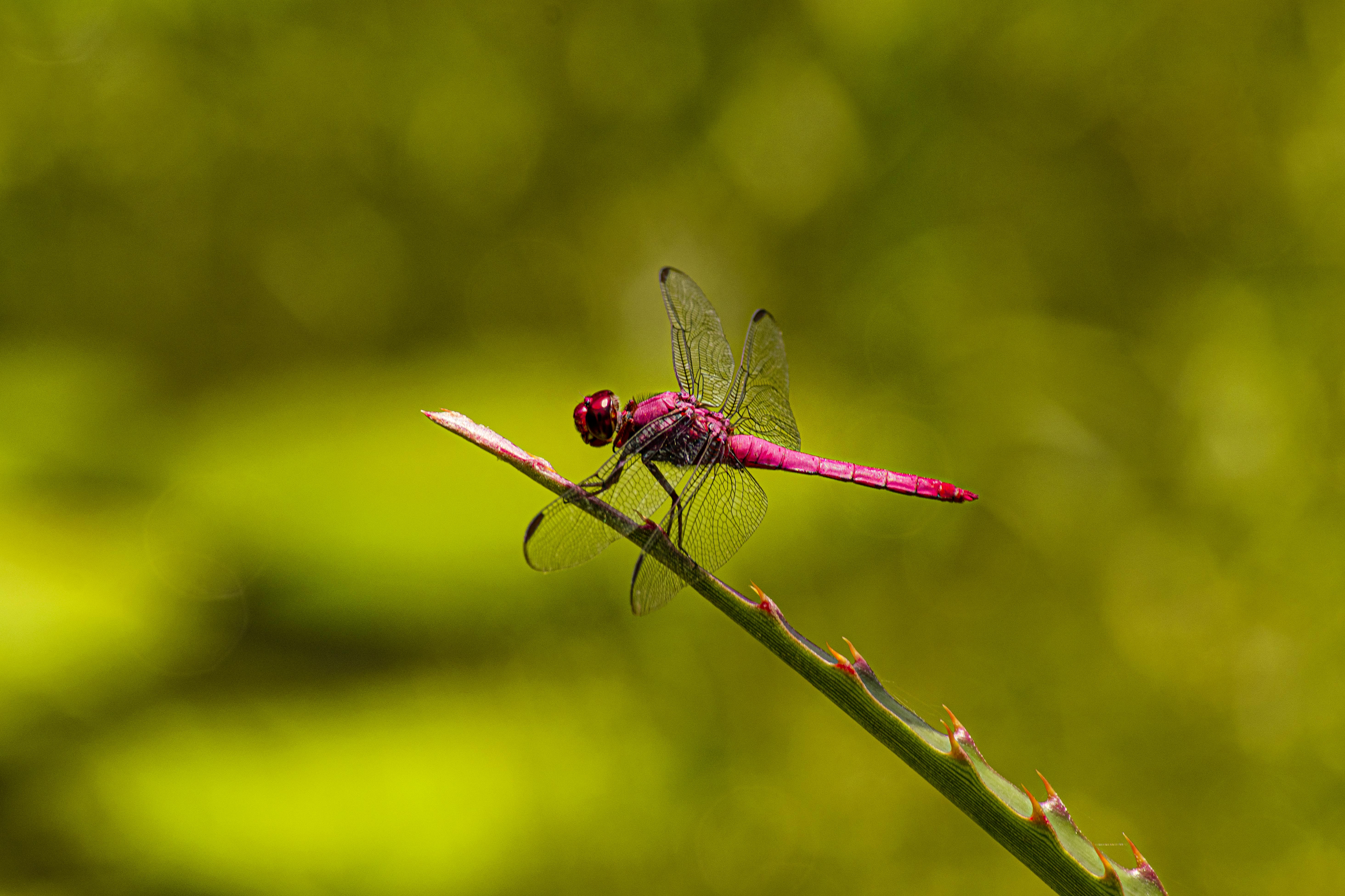 Pink Dragonfly Perched on a Plant · Free Stock Photo