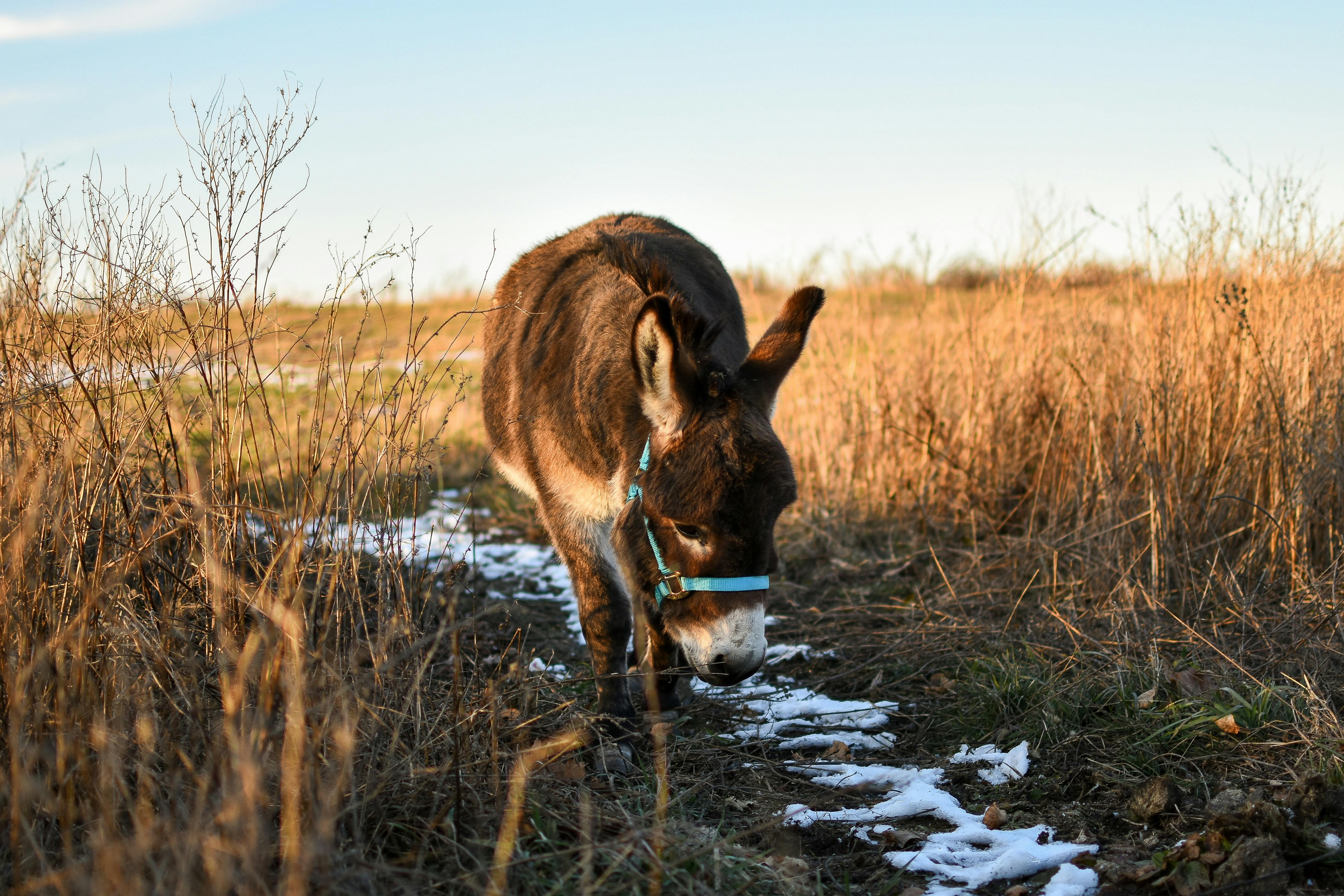 A Donkey on a Grassy Field · Free Stock Photo