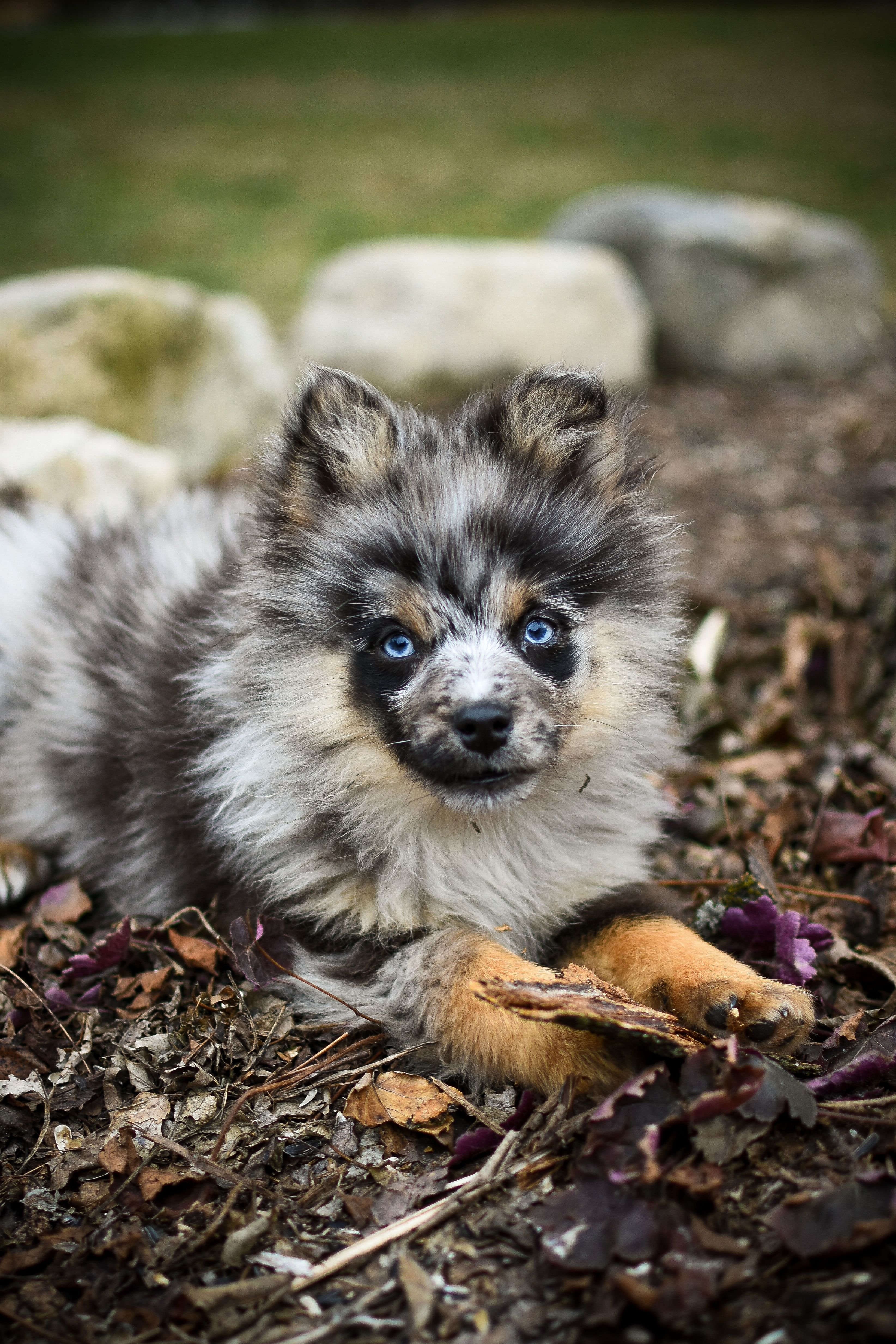 Tricolor Maltese Puppy · Free Stock Photo