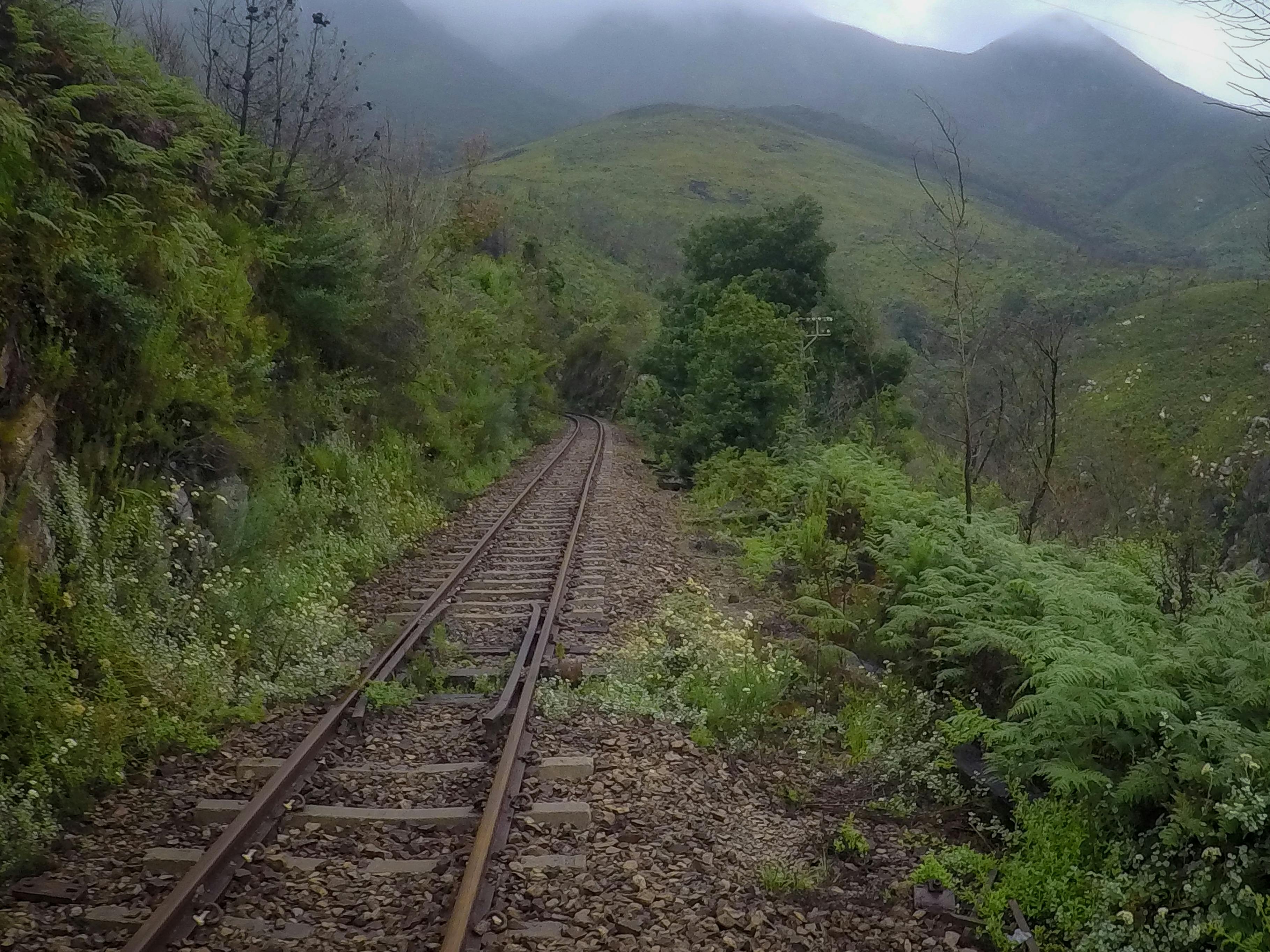 Overgrown Railroad Track · Free Stock Photo