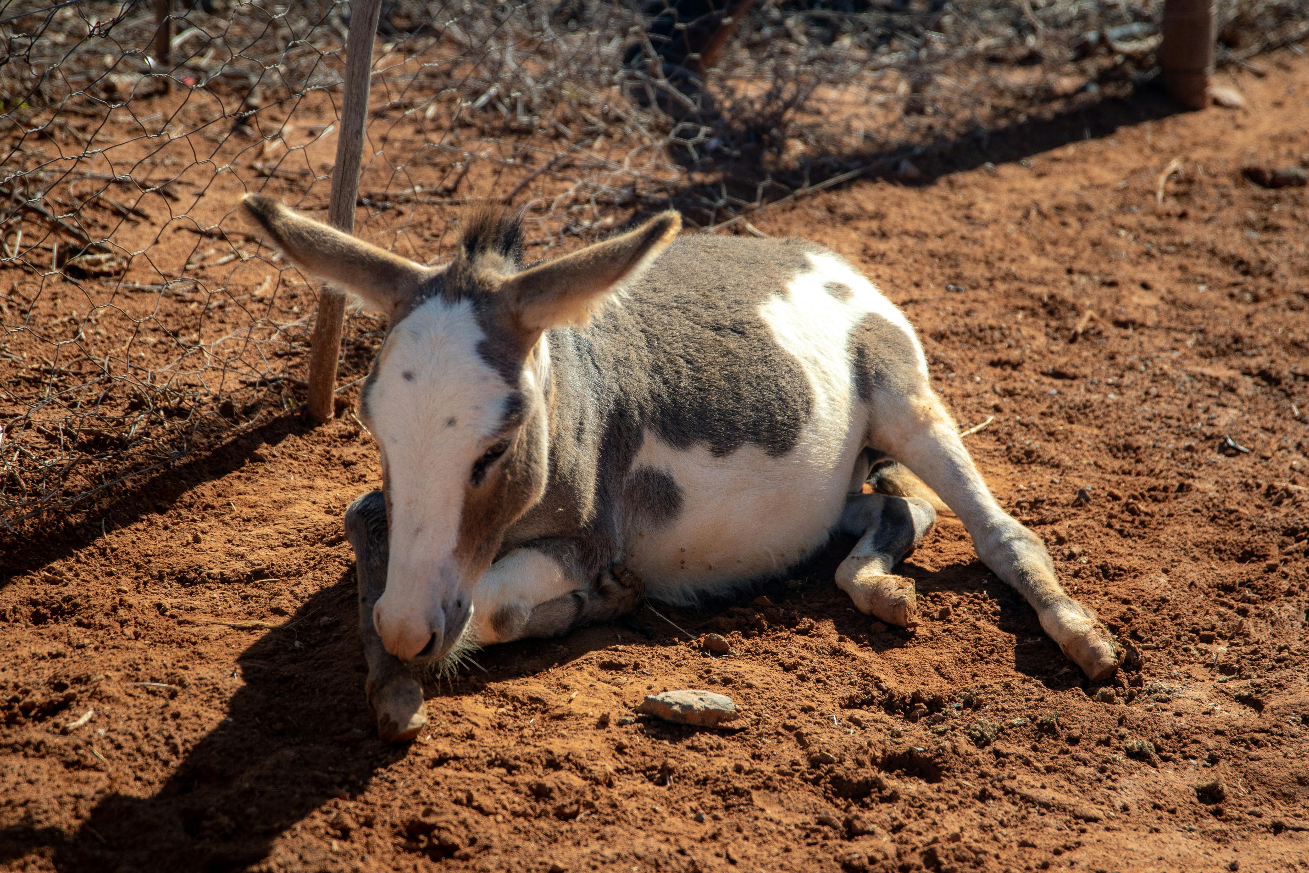 Donkey Lying on Dirt Ground · Free Stock Photo