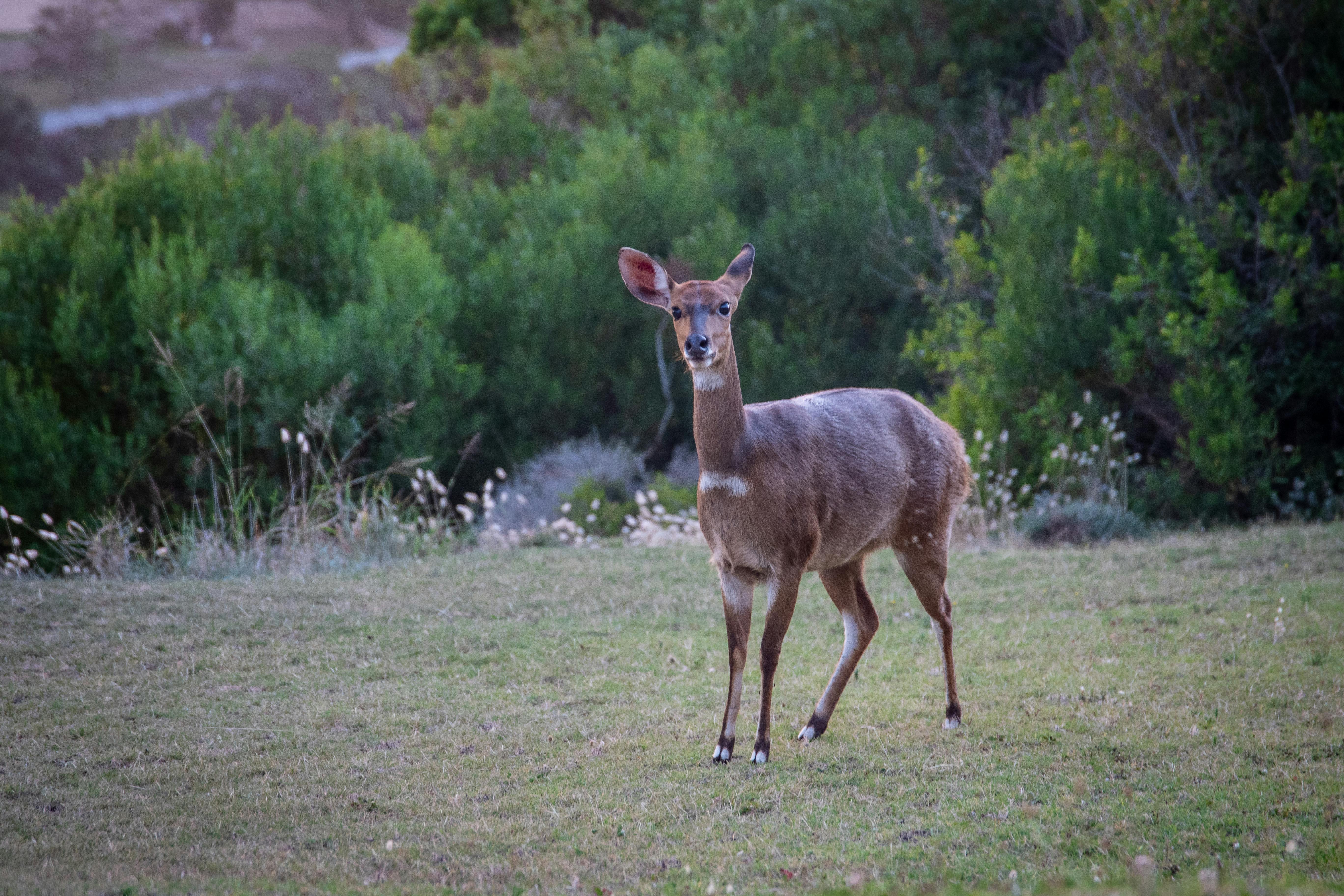 Brown and Gray Deer · Free Stock Photo