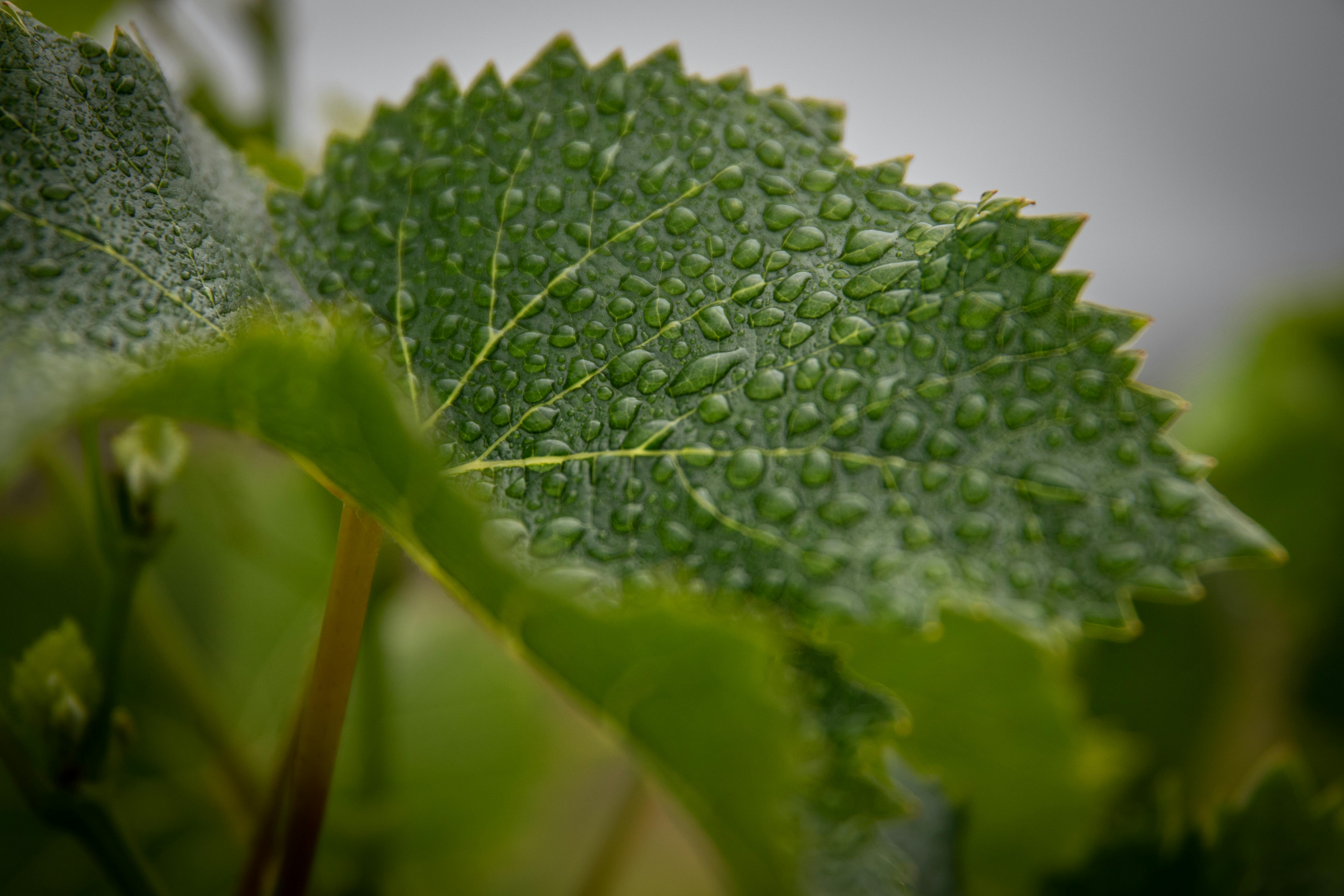 Macro Photo of Water Droplets on a Leaf · Free Stock Photo