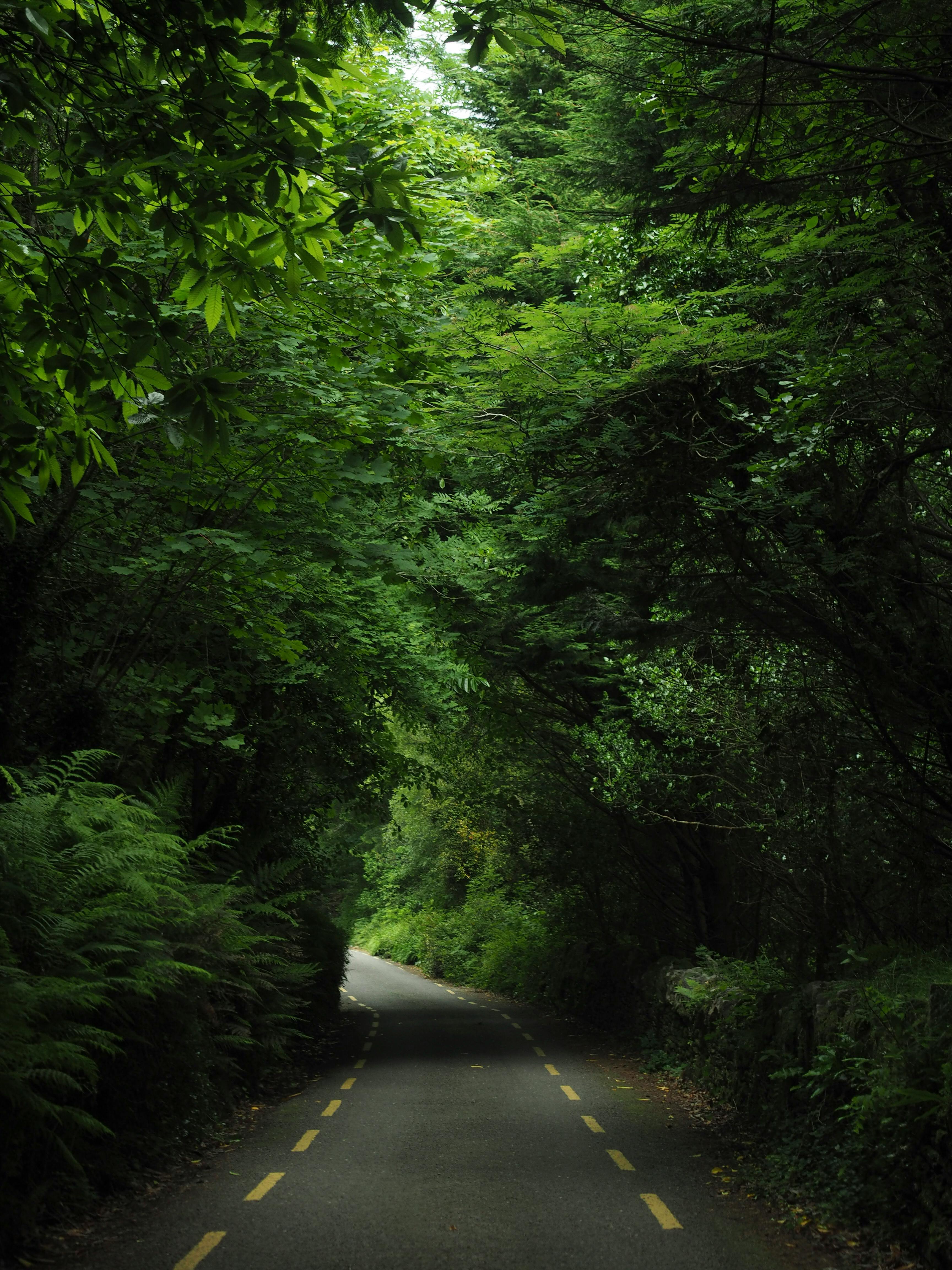 Road in Deep Forest · Free Stock Photo