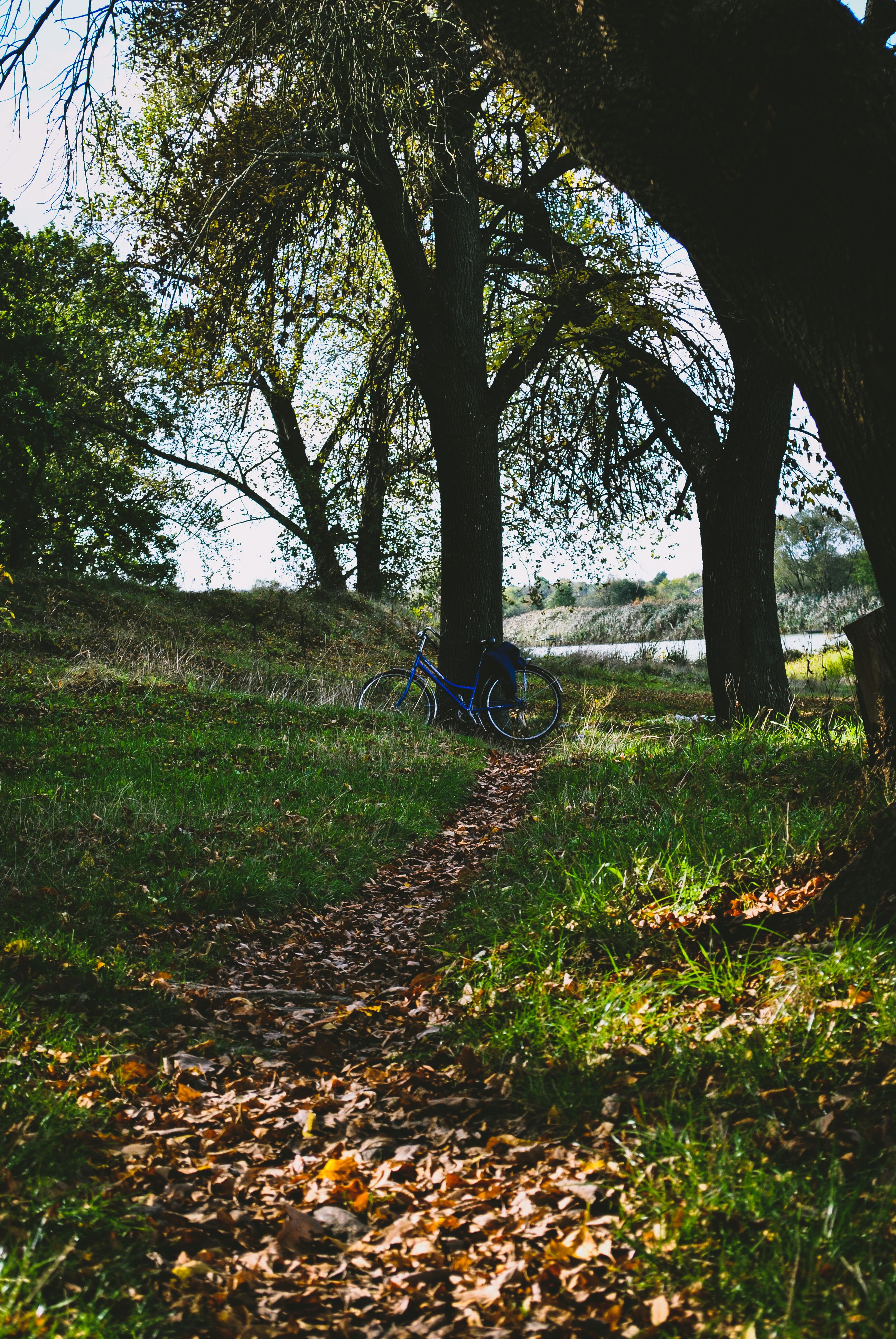 Elliptic Trees Photos, Download The BEST Free Elliptic Trees Stock ...