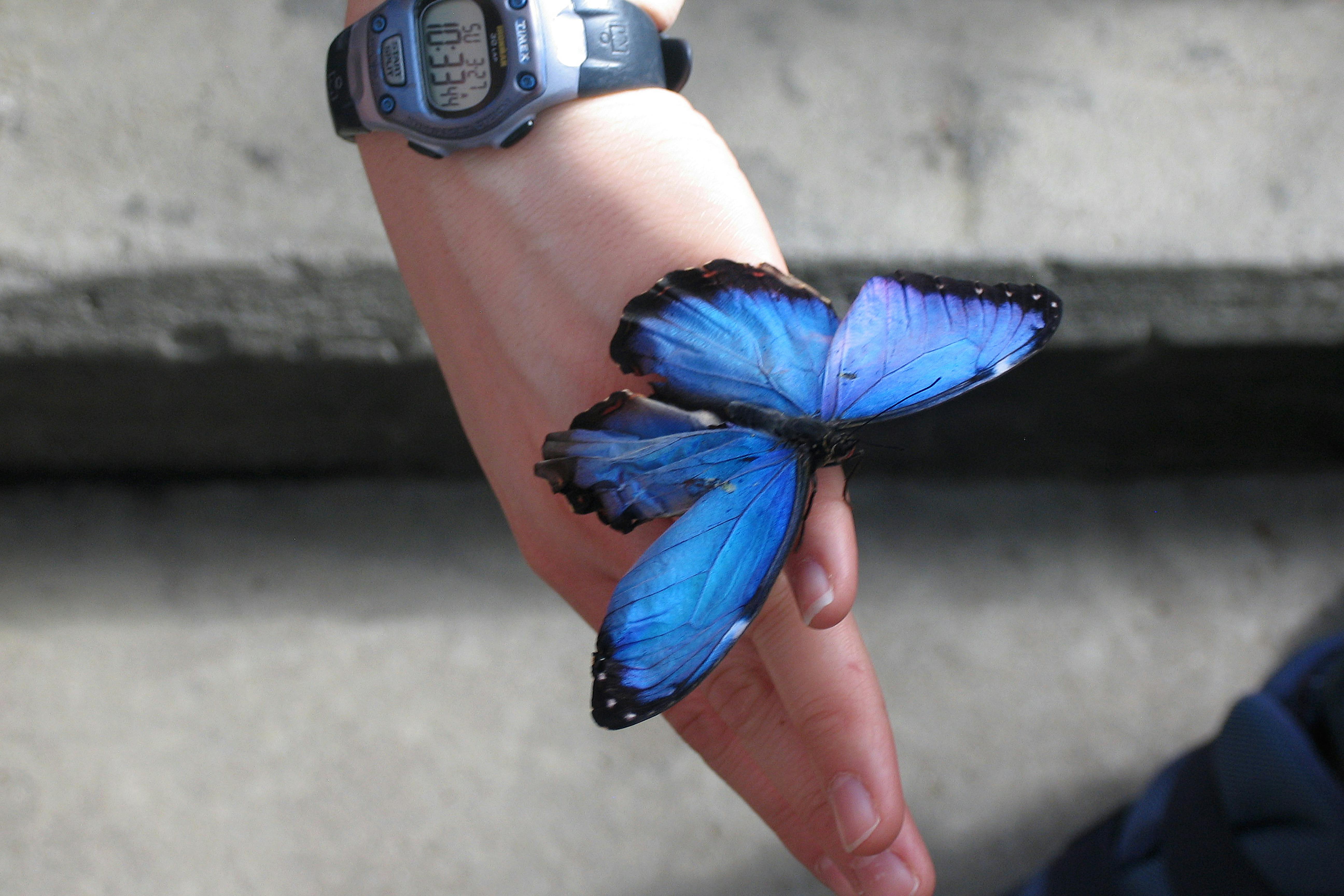 Blue and Black Butterfly on Persons Hand · Free Stock Photo