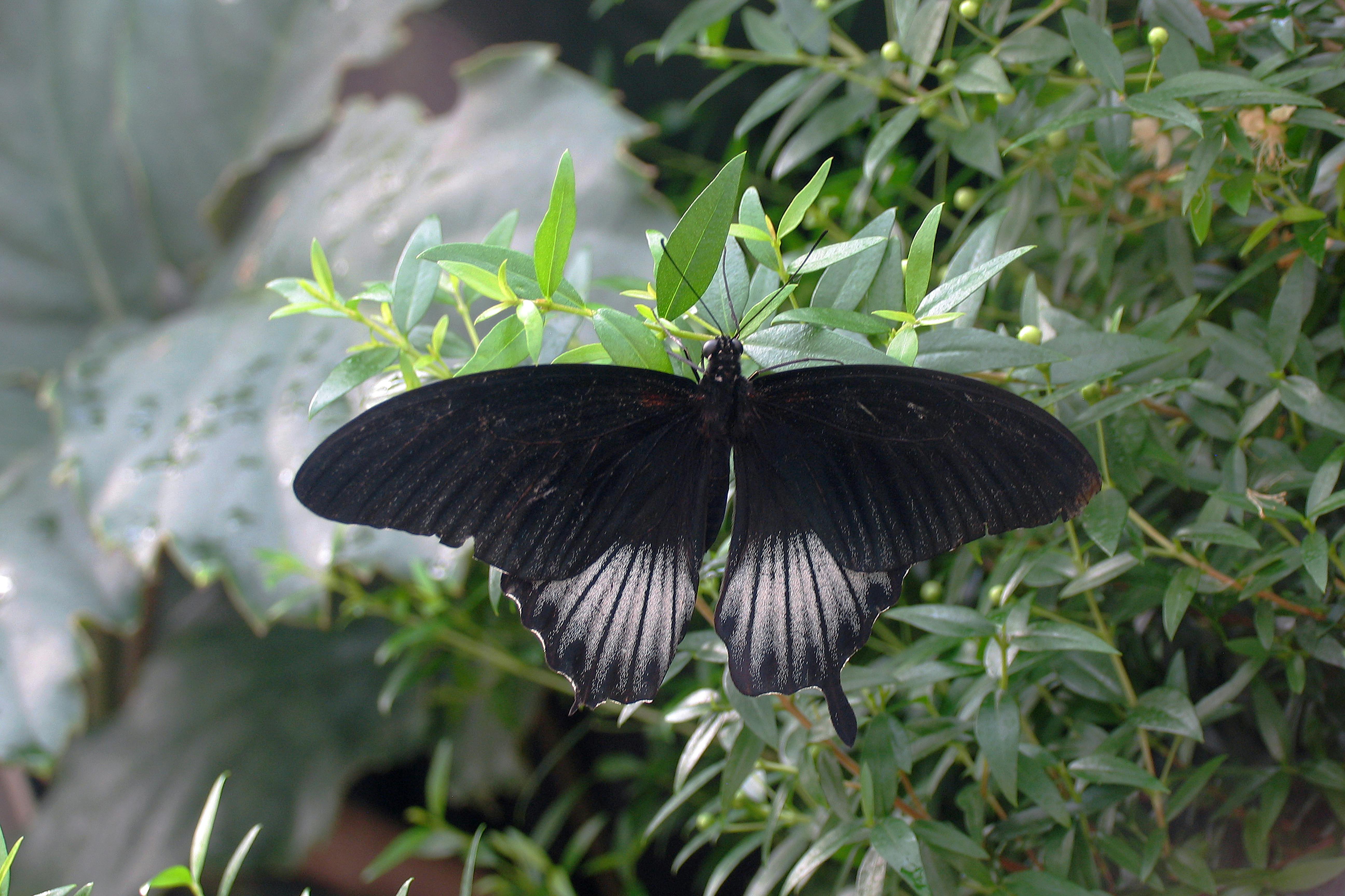 Black Butterfly