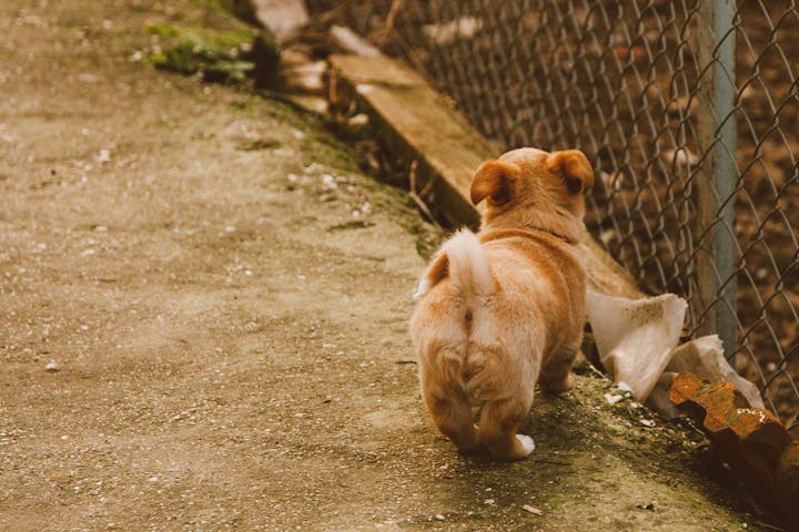 Understanding Dogs Tail Anatomy: A Detailed Guide