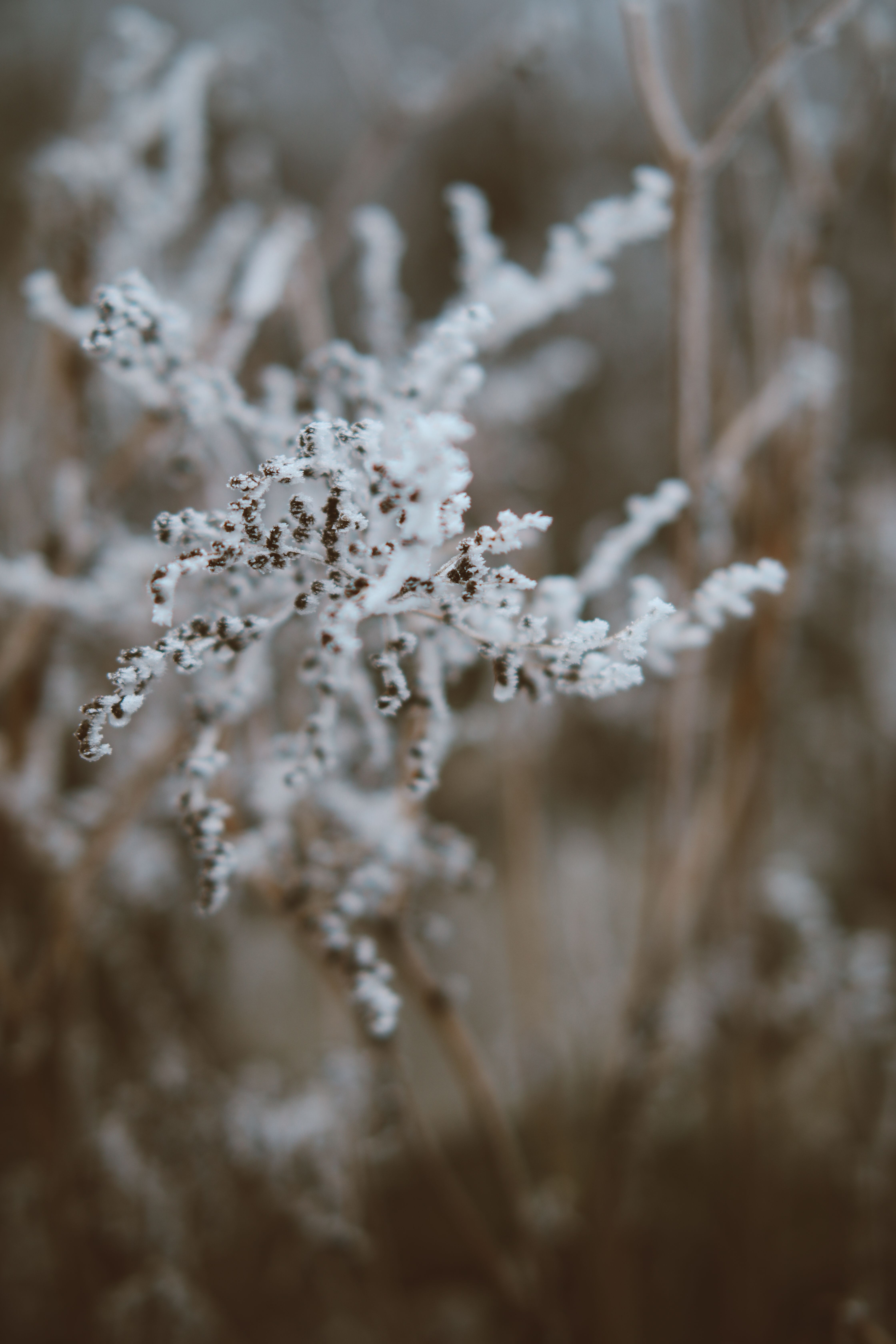 Close-up of Frosted Flowers · Free Stock Photo