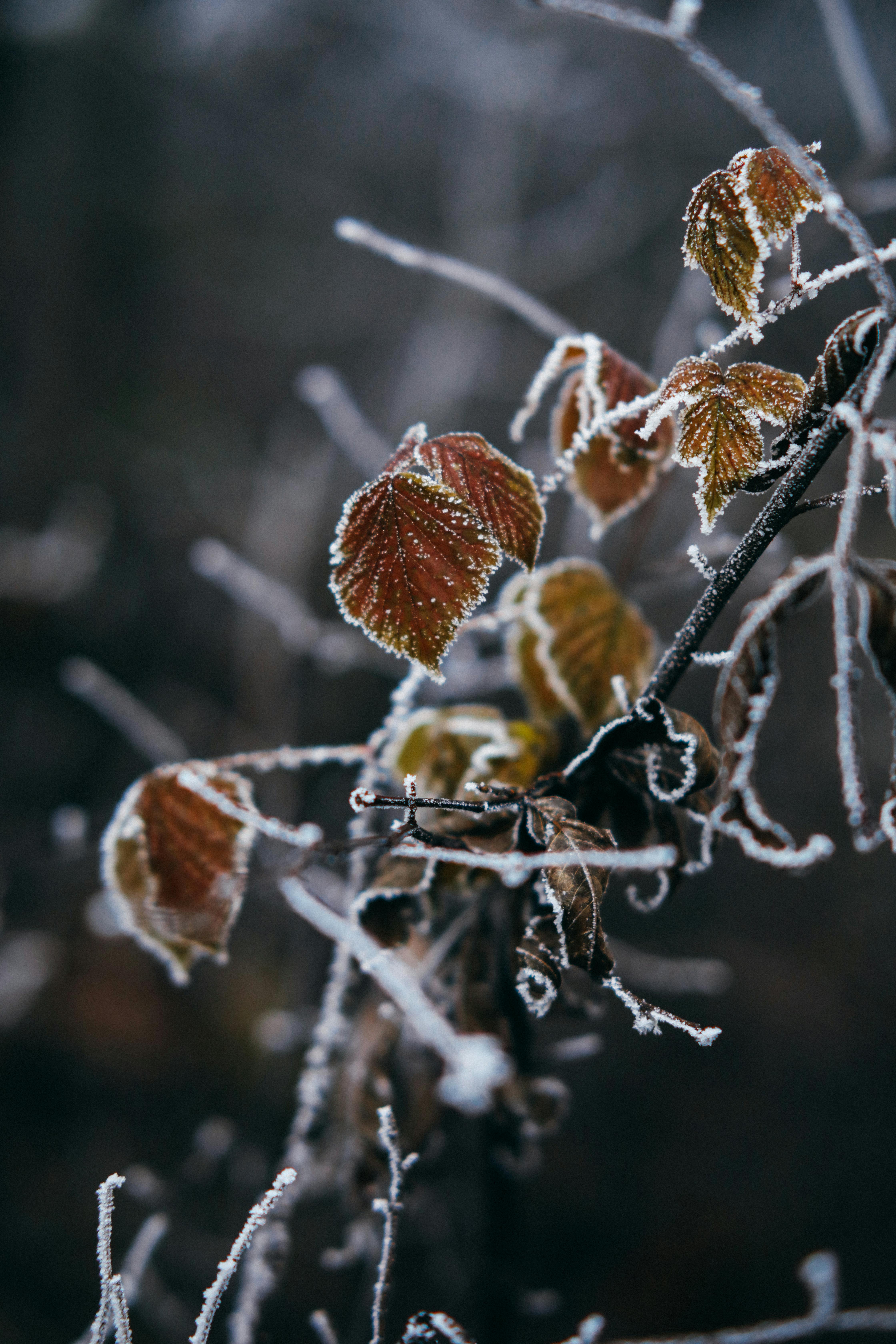 Frosty Leaves in Close-Up Photography · Free Stock Photo