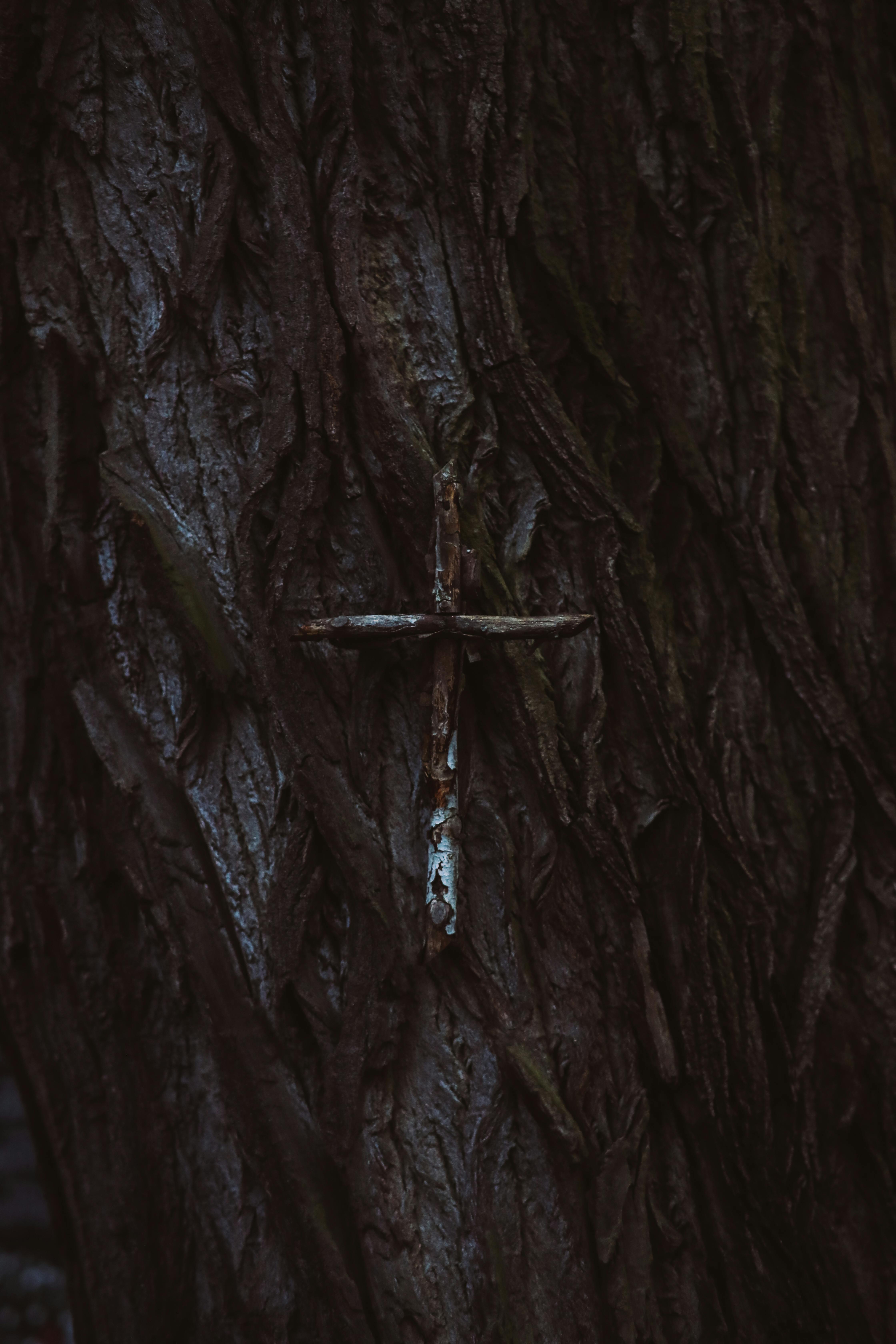 A Wooden Cross on Tree Trunk · Free Stock Photo