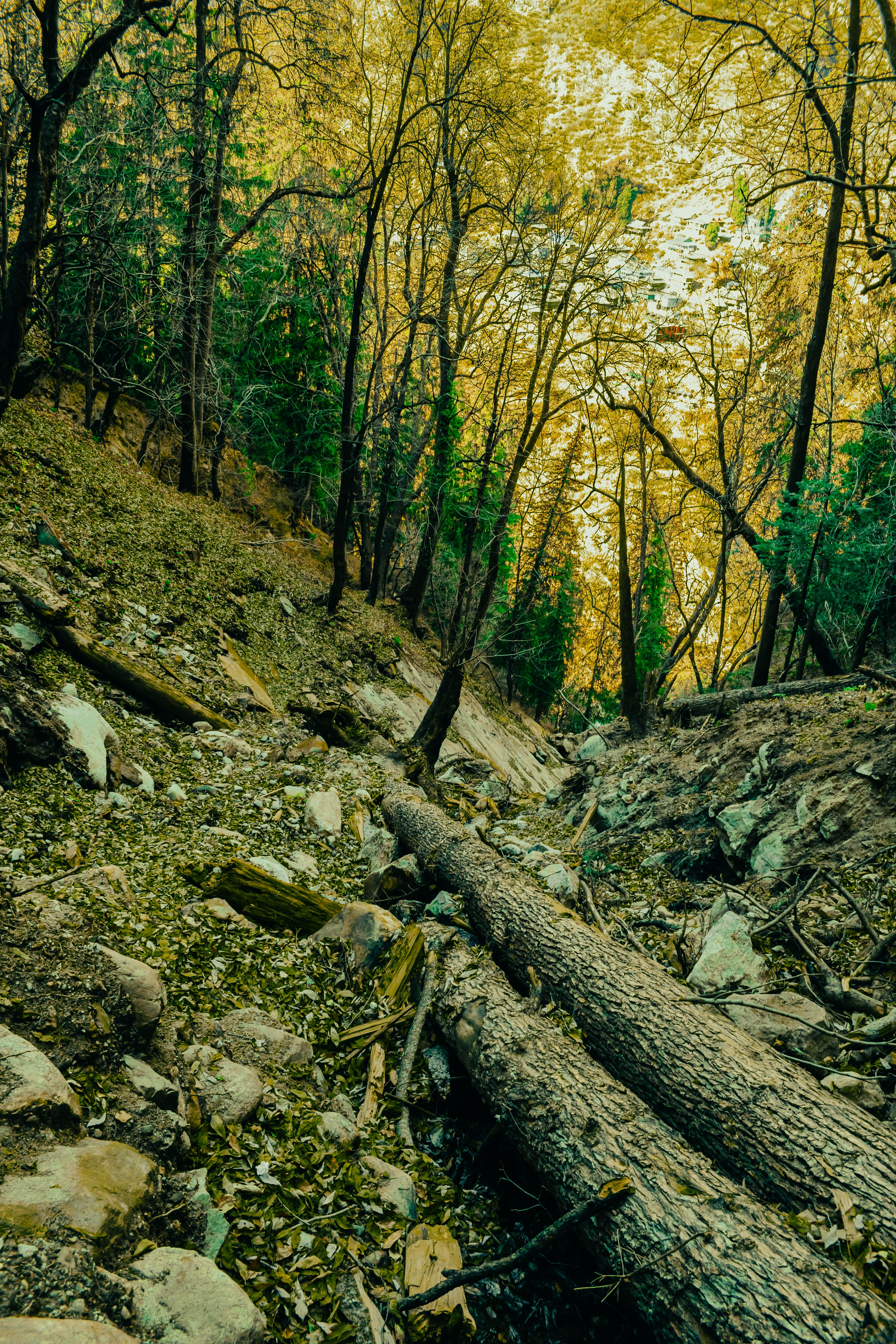 Mountain Slope with Trees · Free Stock Photo