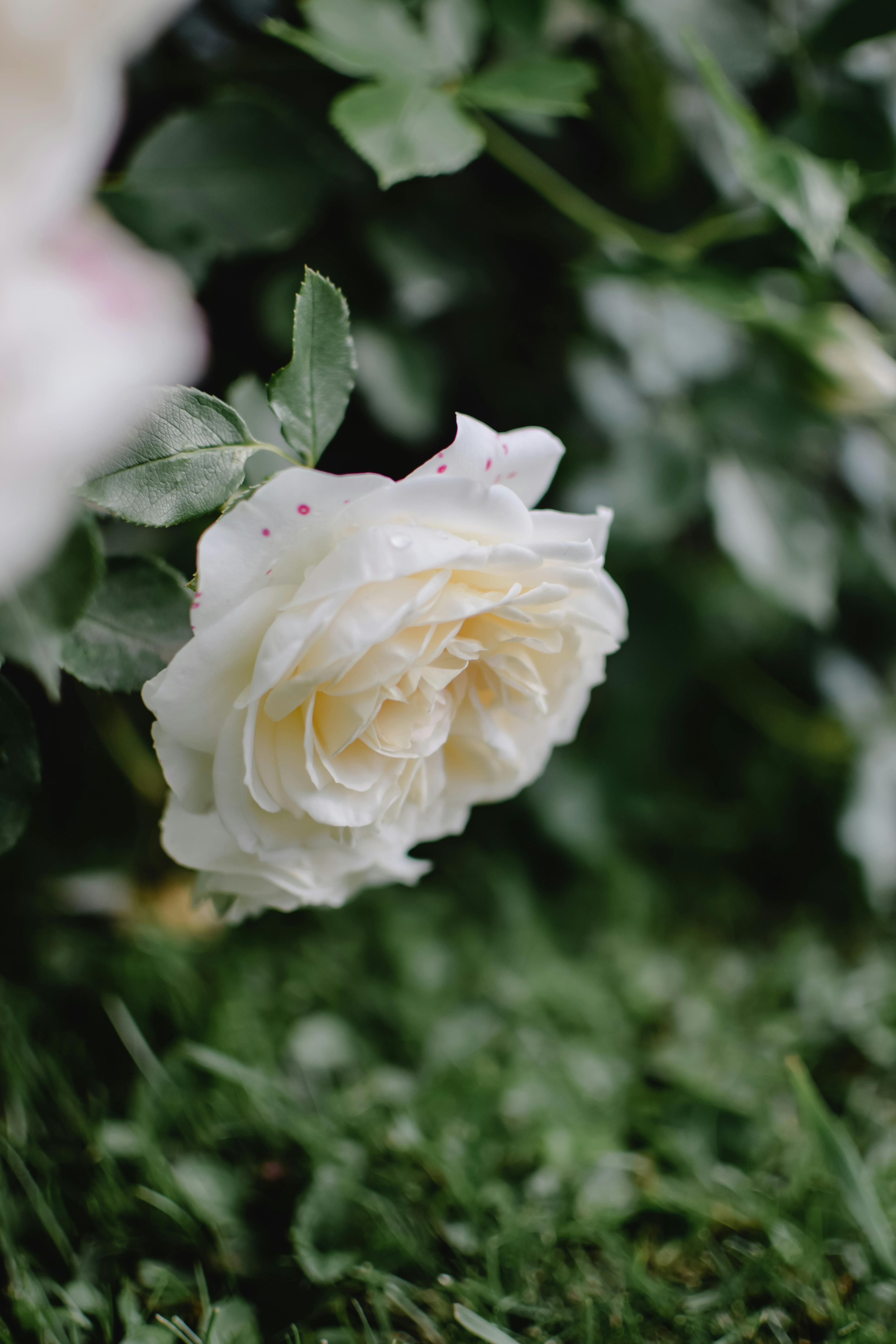 Close-Up Shot of a White Rose · Free Stock Photo